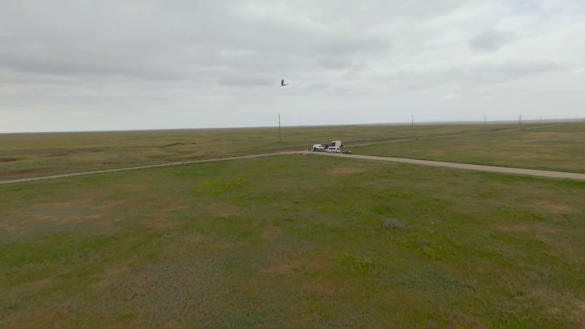 Top View Of Flying Stork Shot Following Stock Footage SBV-348540281 ...