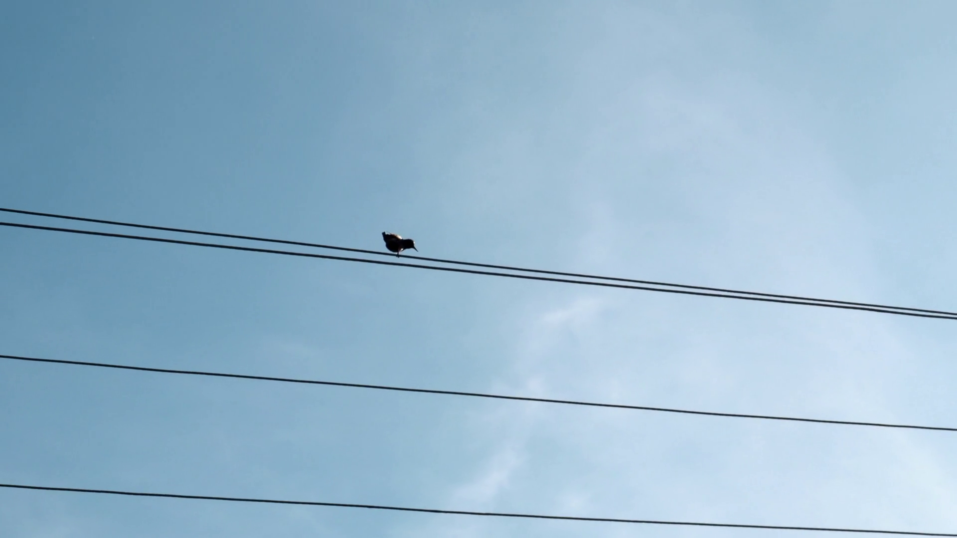 Bird Sitting On Power Line Media Lonely Bird Stock Footage SBV ...