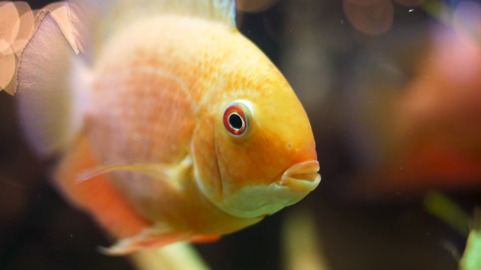 Macro Close Up Face Of Wonderful Goldfish In Stock Footage SBV ...