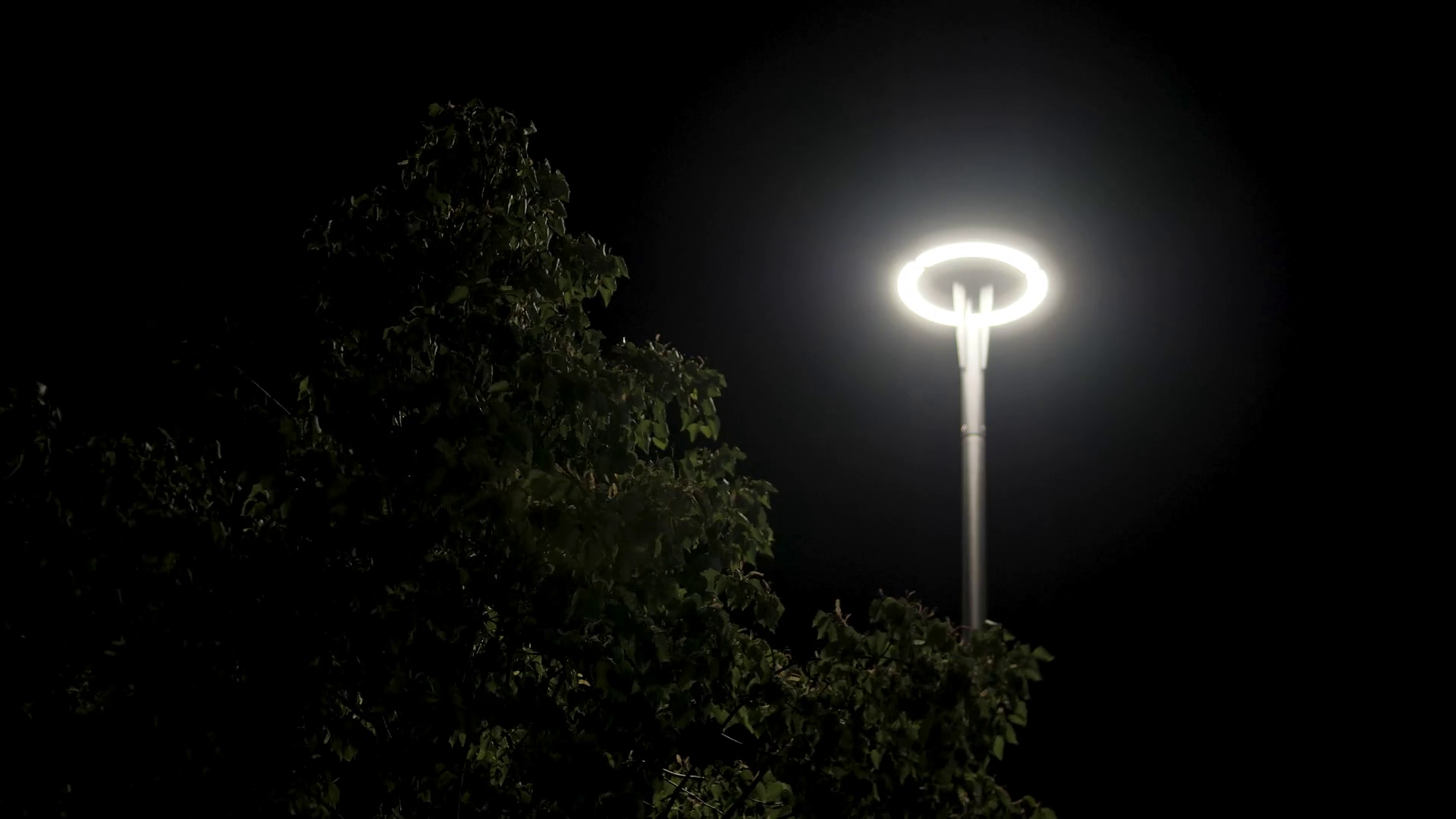 Bright Glowing Street Lamp Tree Branches Stock Footage SBV-348541647 ...