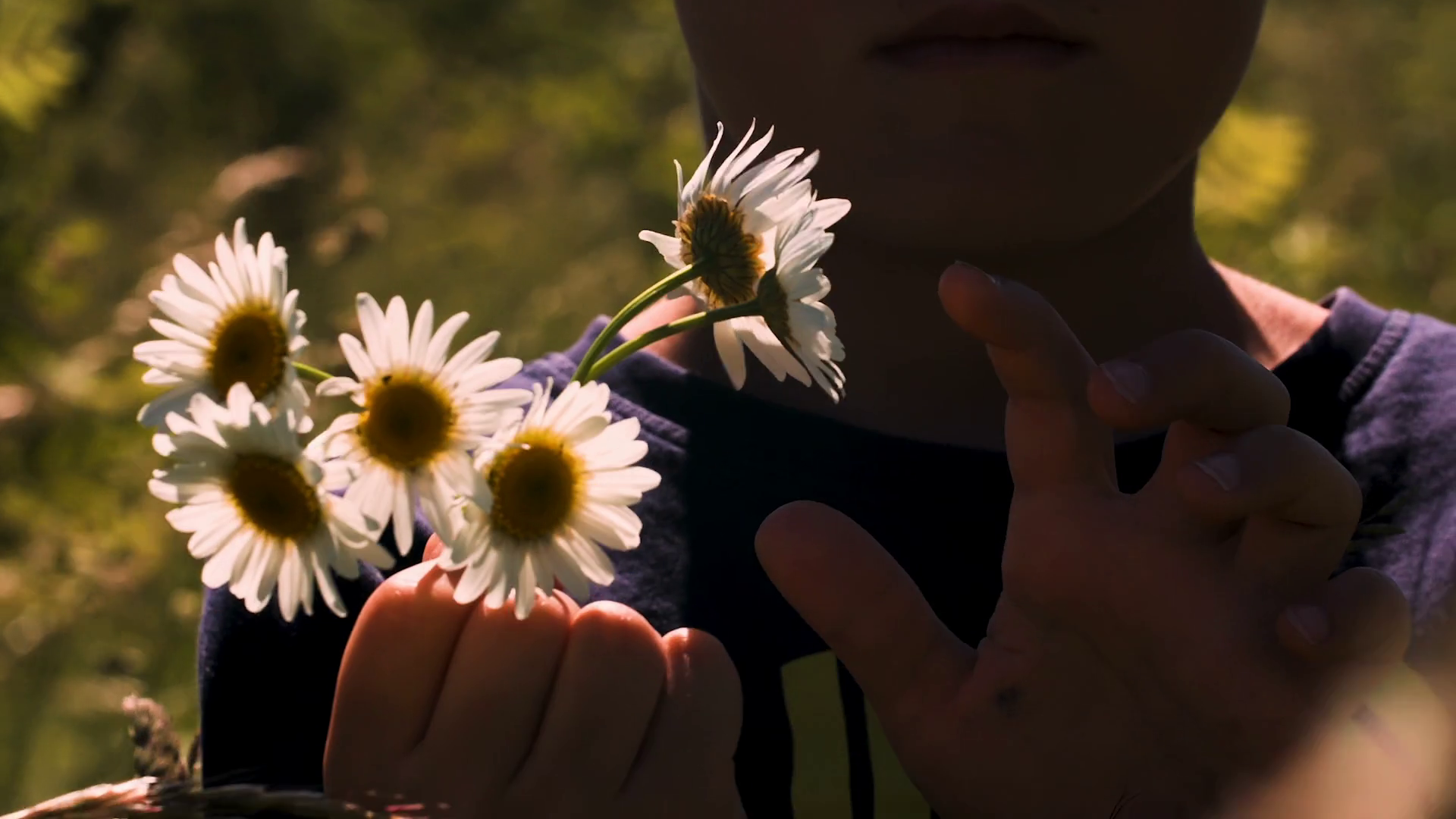 Bouquet Of Daisies Creative Boy In Hand Stock Footage SBV-348574880 ...
