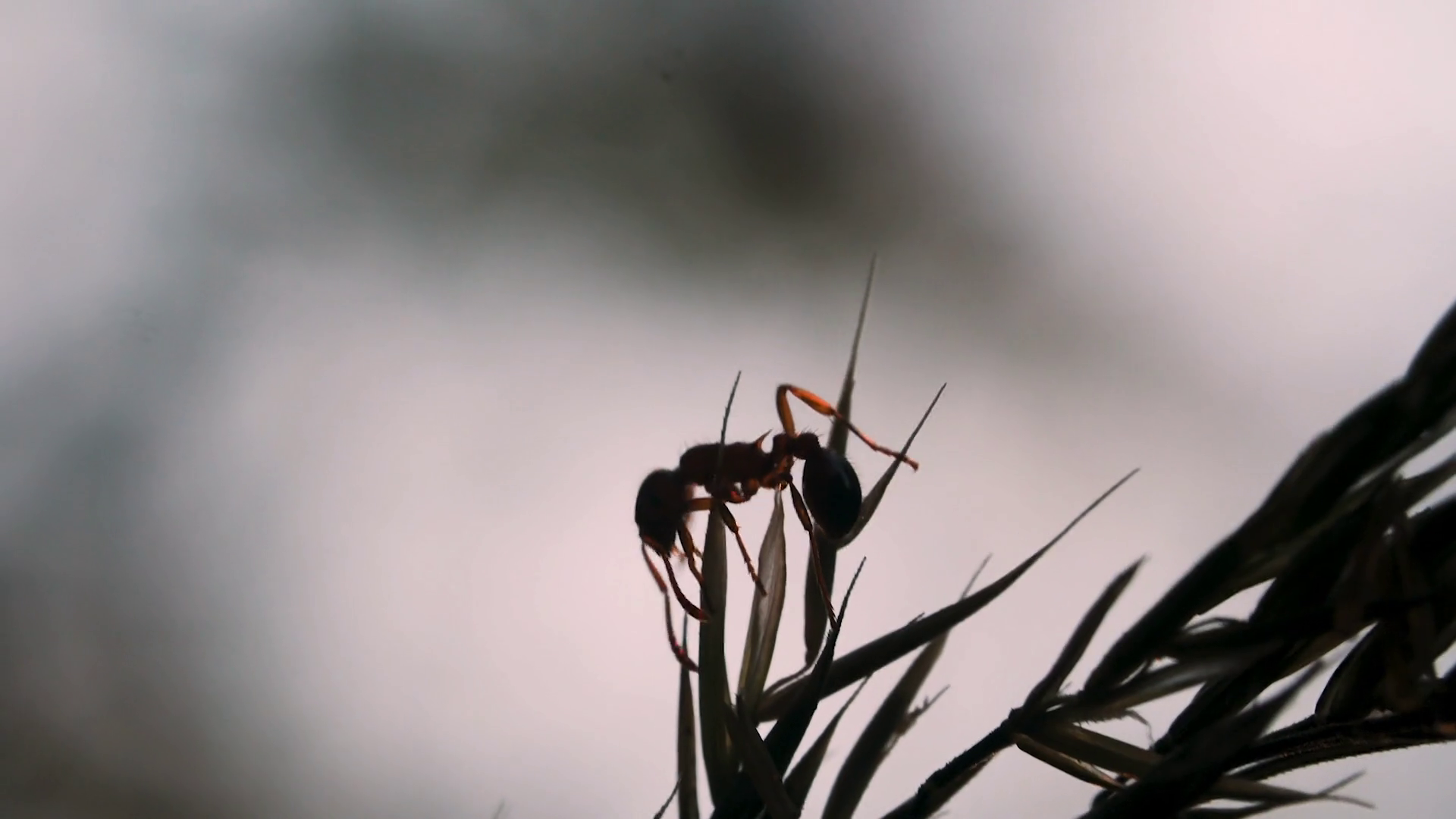 An Ant In Macro Photography Creative Ant Stock Footage SBV-348574797 ...