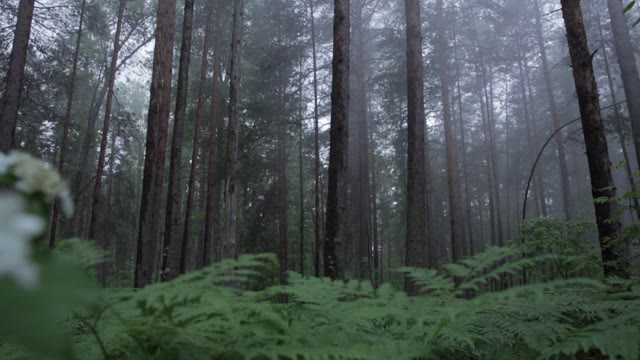 Spooky Mountain Forrest Stock Footage: Royalty-Free Video Clips ...