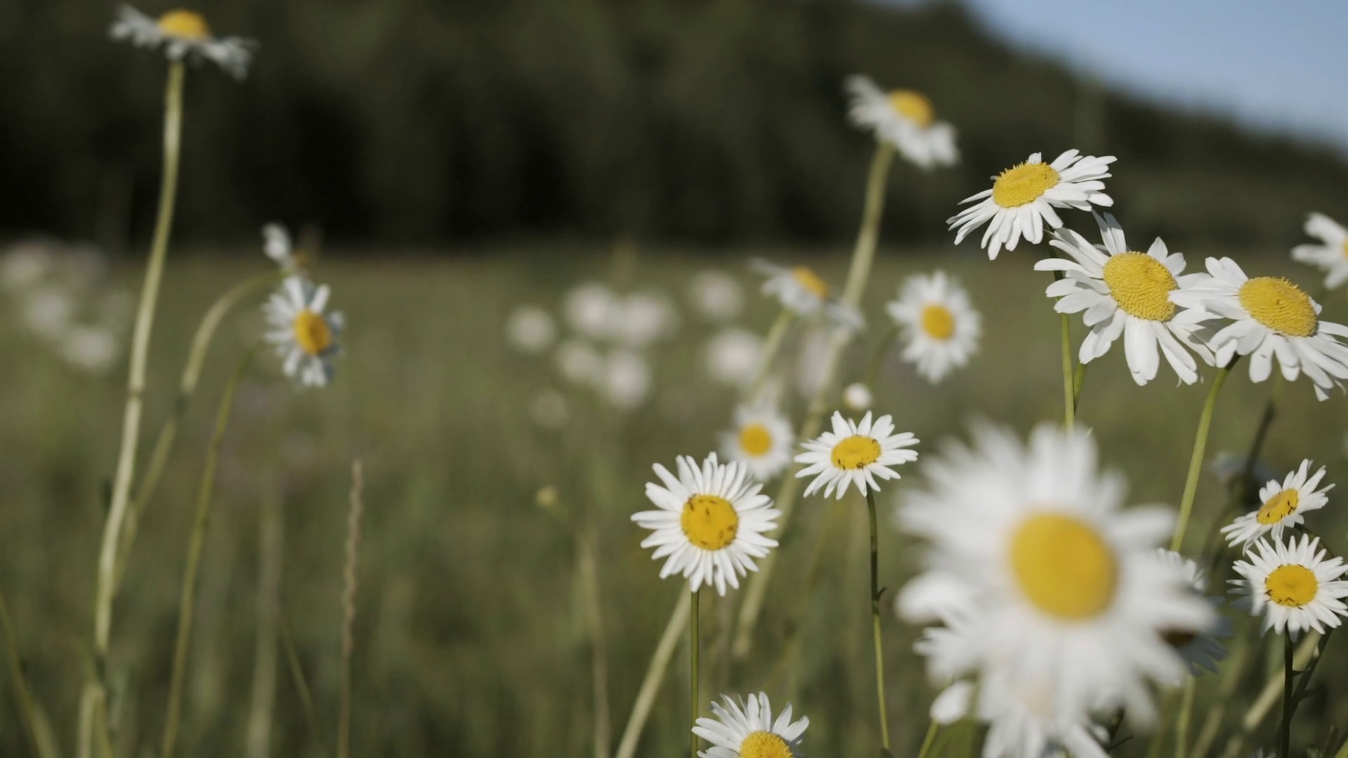 Daisies In Macro Photography Creative Small Stock Footage SBV-348588957 ...