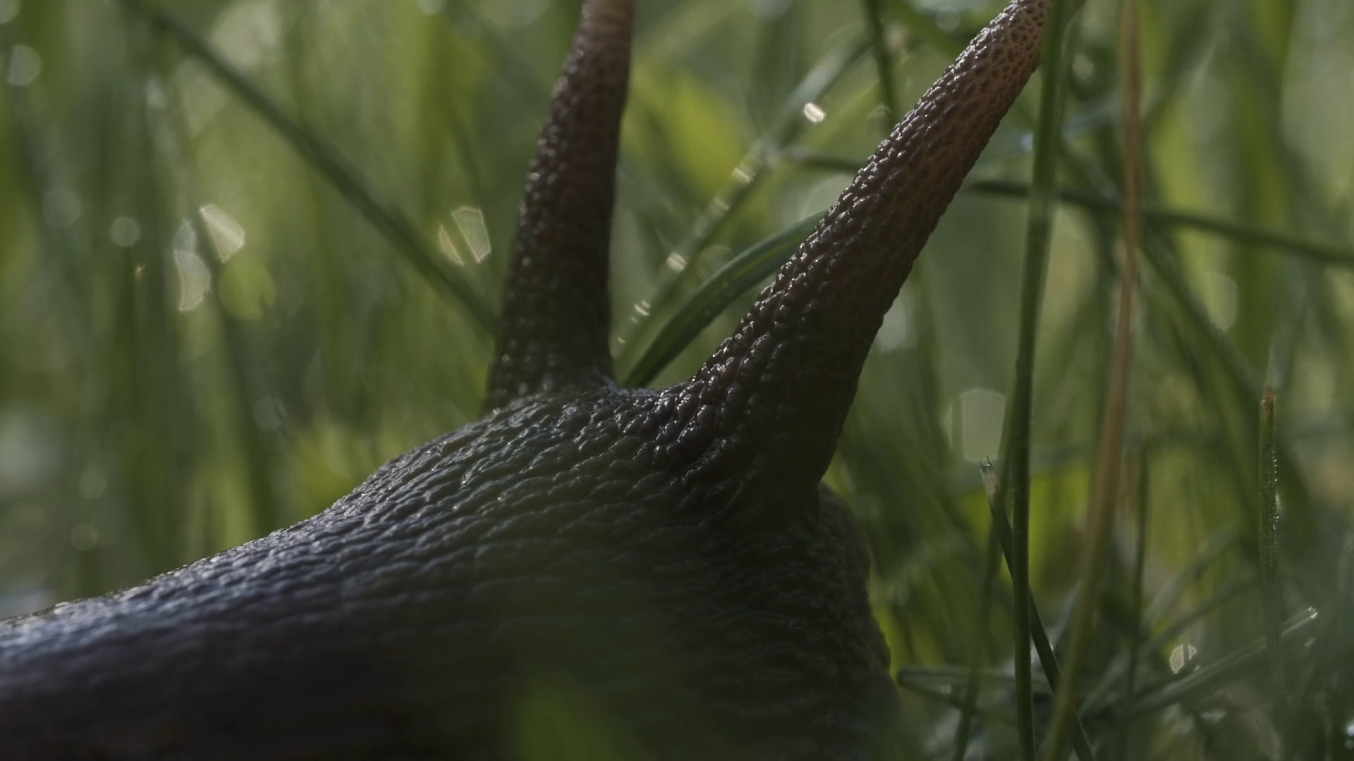 Close Up Of Lovely Big Beautiful Snail With Stock Footage SBV-348591905 ...