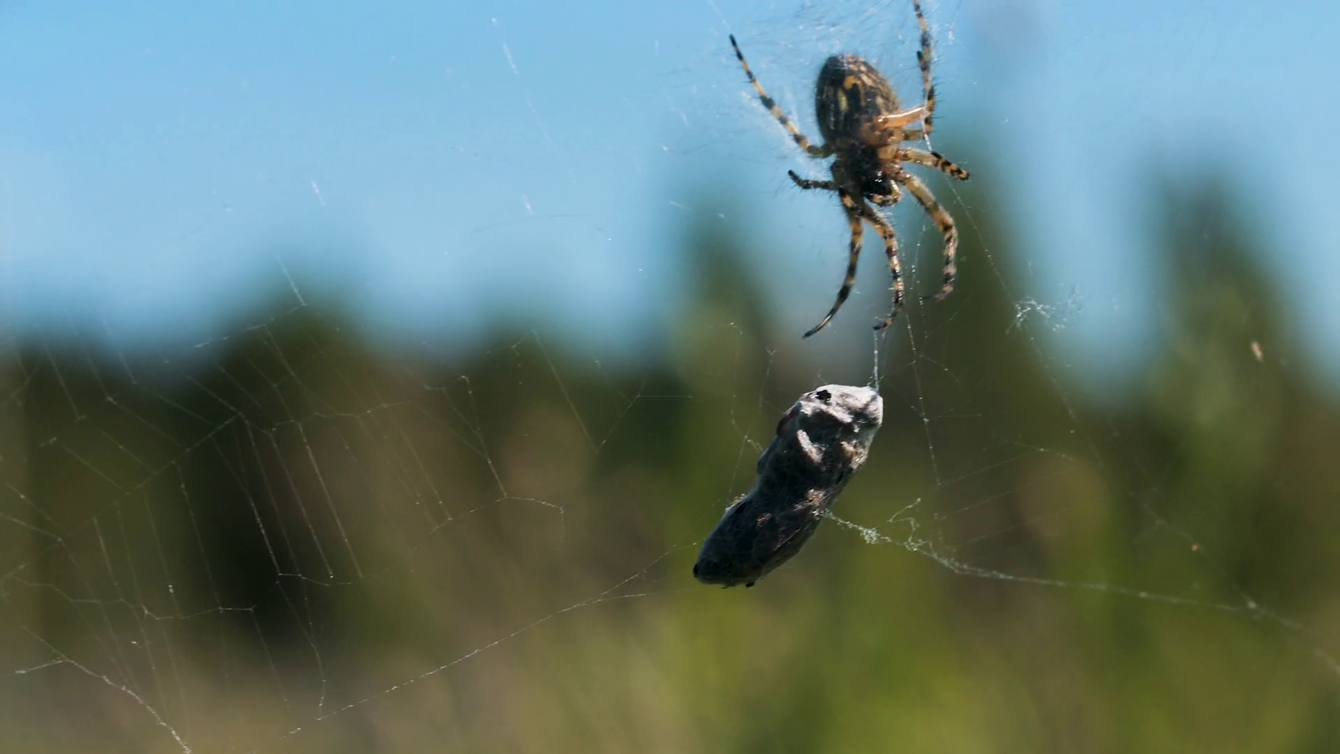 An Insect Hanging On Spider Web Creative Stock Footage SBV-348592290 ...
