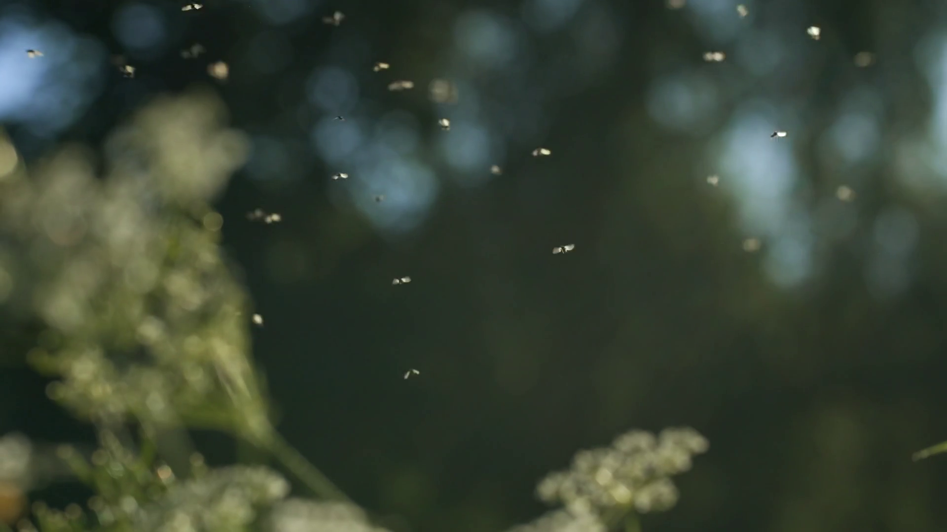 Summer Midges In Green Meadow Flying Against Stock Footage SBV ...