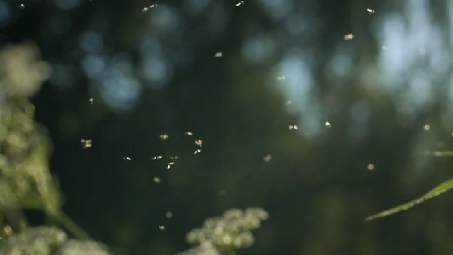 Mosquito Swarm Stock Footage: Royalty-Free Video Clips - Storyblocks