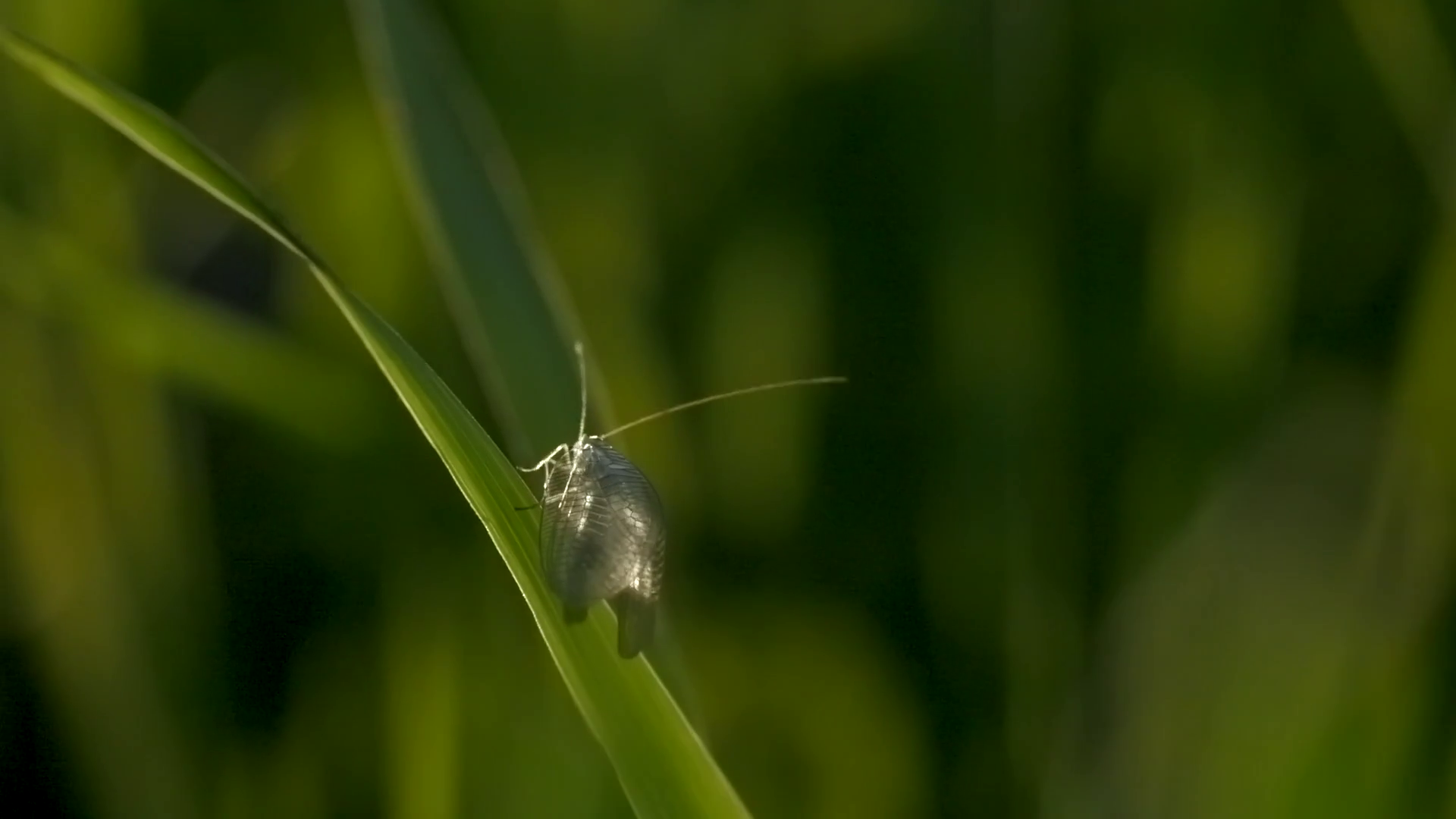 Close-up Of Insect On Grass On Sunny Day Stock Footage SBV-348583856 ...