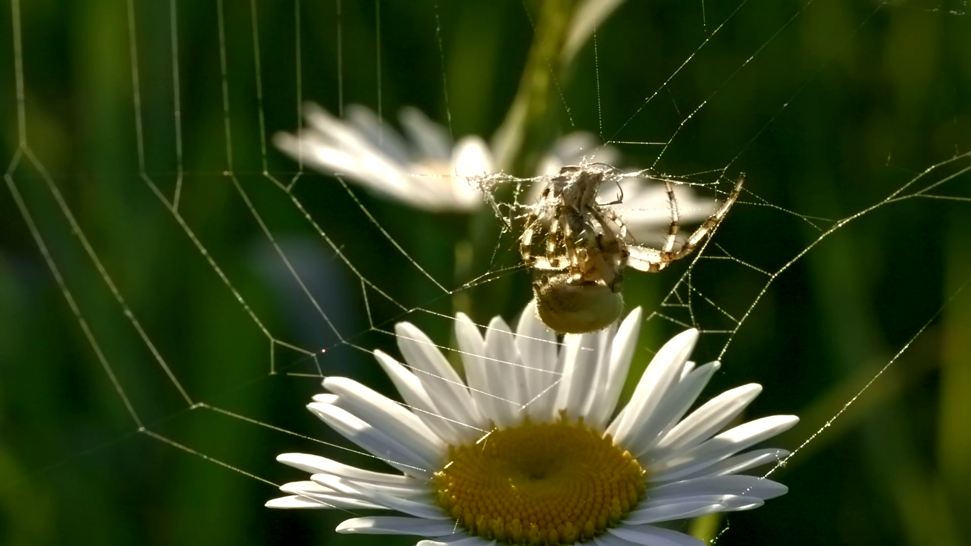 A Little Spider Creative Spider Hanging On Stock Footage SBV-348584584 ...