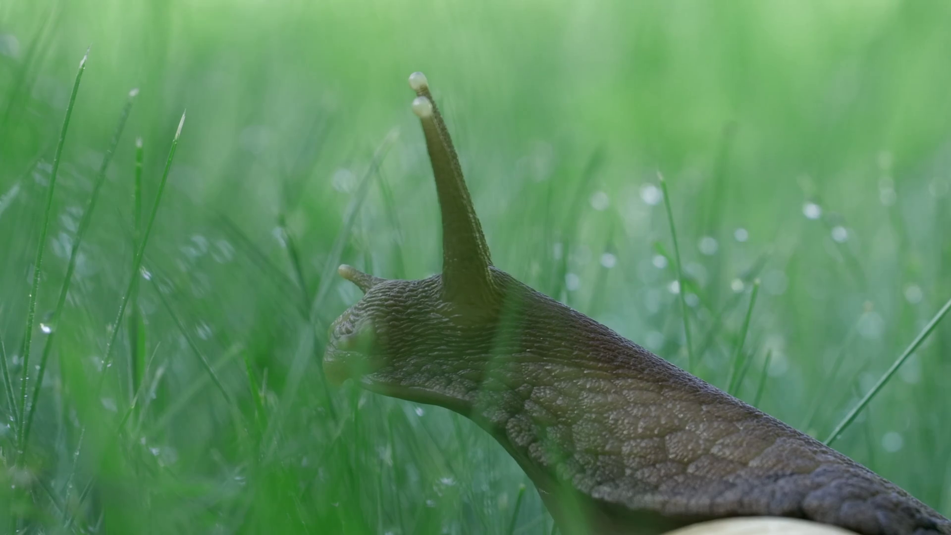 A Snail Sitting In Green Summer Grass Stock Footage SBV-348591712 ...