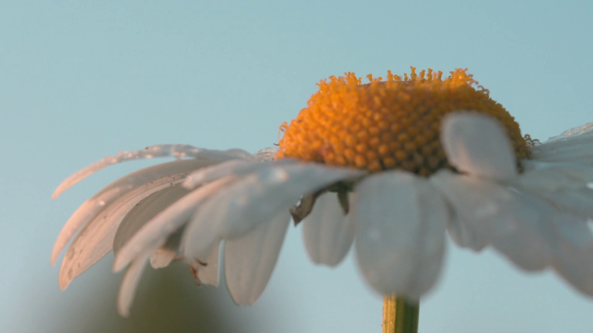 Close Up Of Daisy Flower Wth Water Drops On Stock Footage SBV-348583889 ...