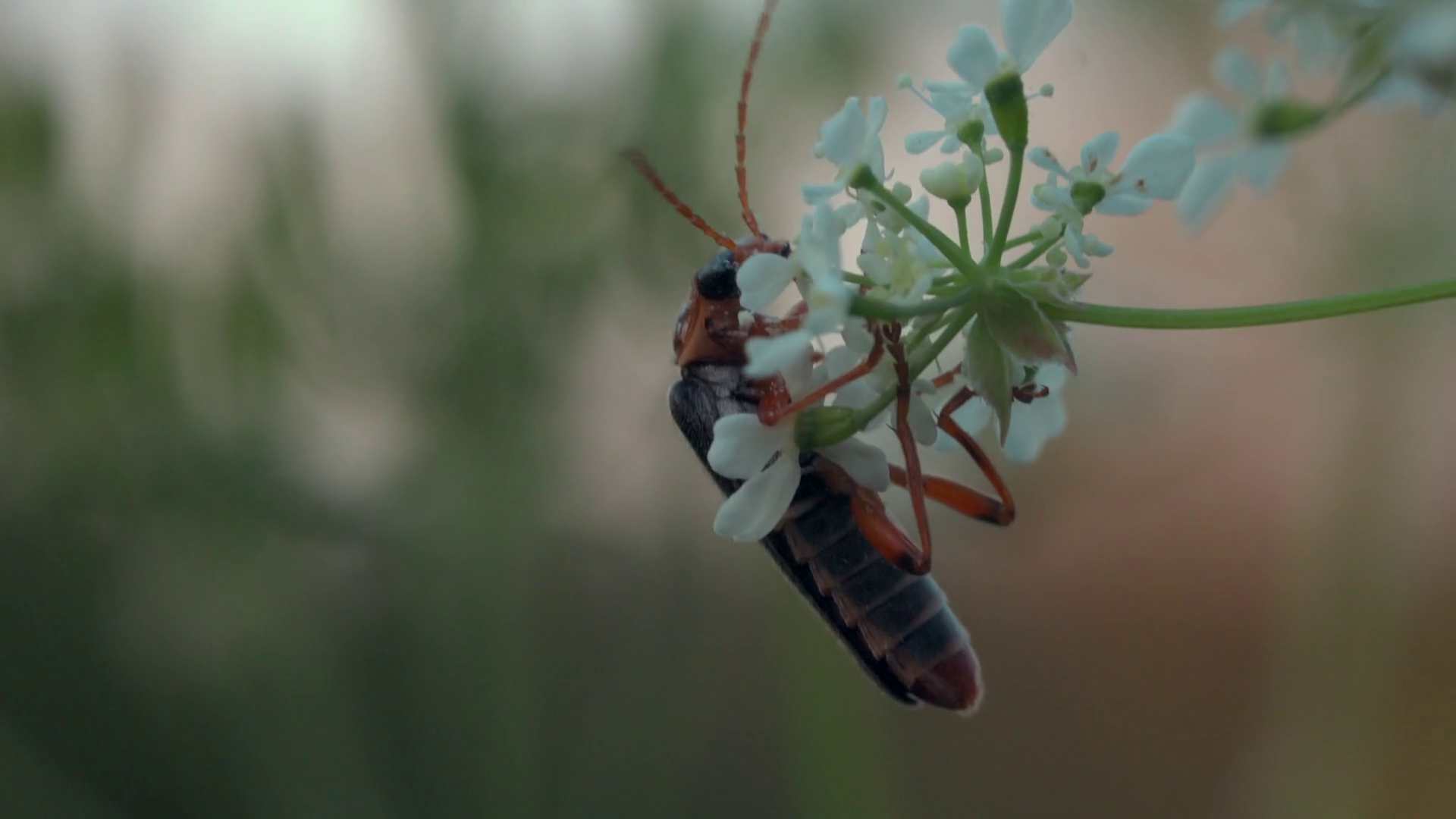 A Landscape With Large Insects With Long Stock Footage SBV-348583752 ...