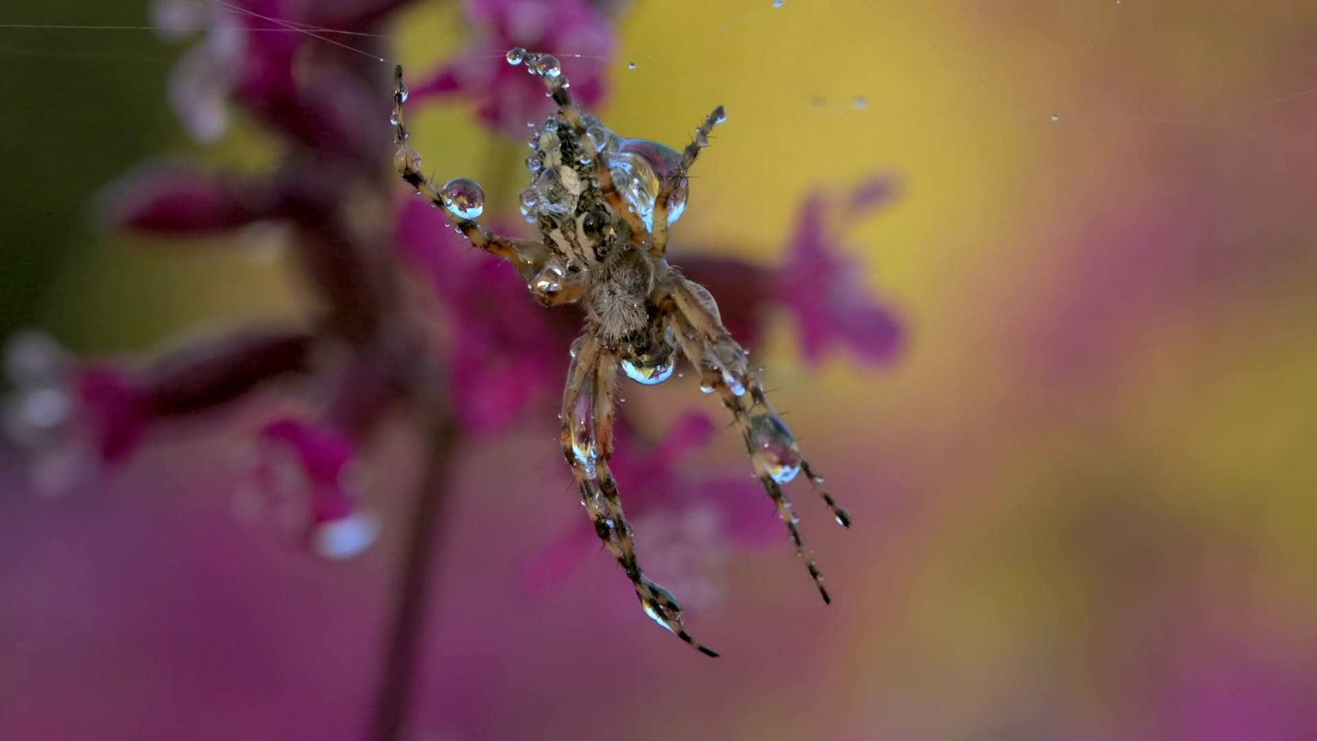 An Insect In Rain Creative Interesting Stock Footage SBV-348583837 ...