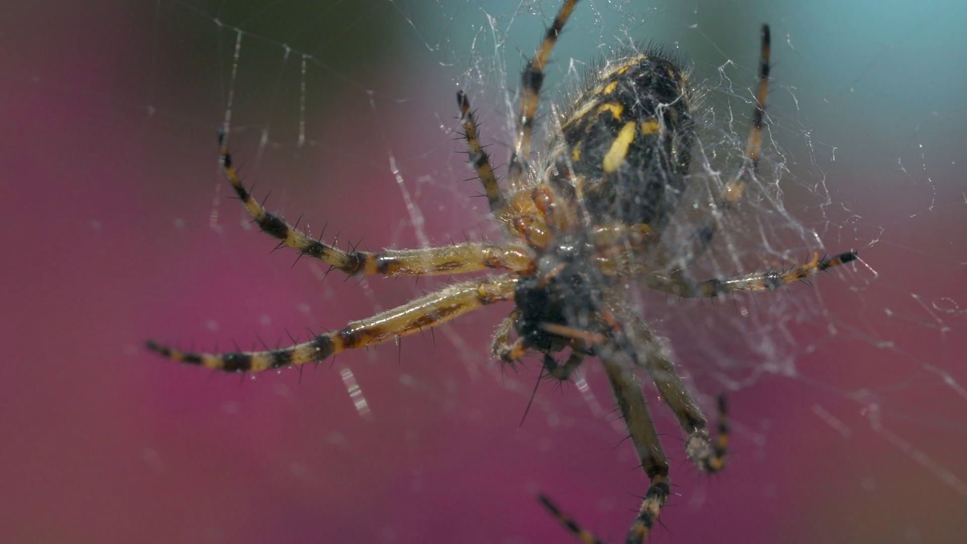 Close Up Of Spider Spinning Web On Stock Footage SBV-348592093 ...