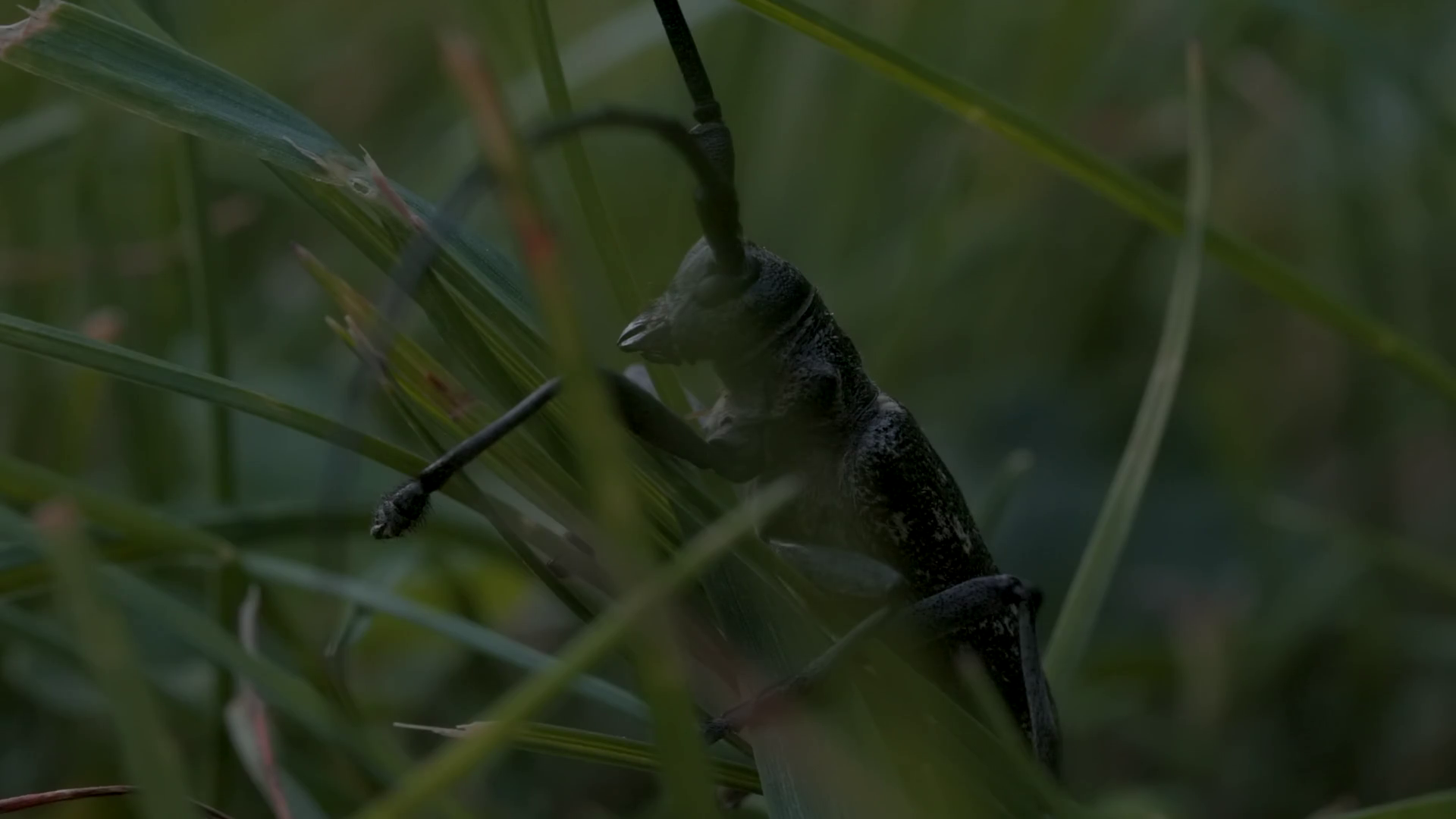 Extreme Close Up Of Insect In Green Grass Stock Footage SBV-348584307 ...