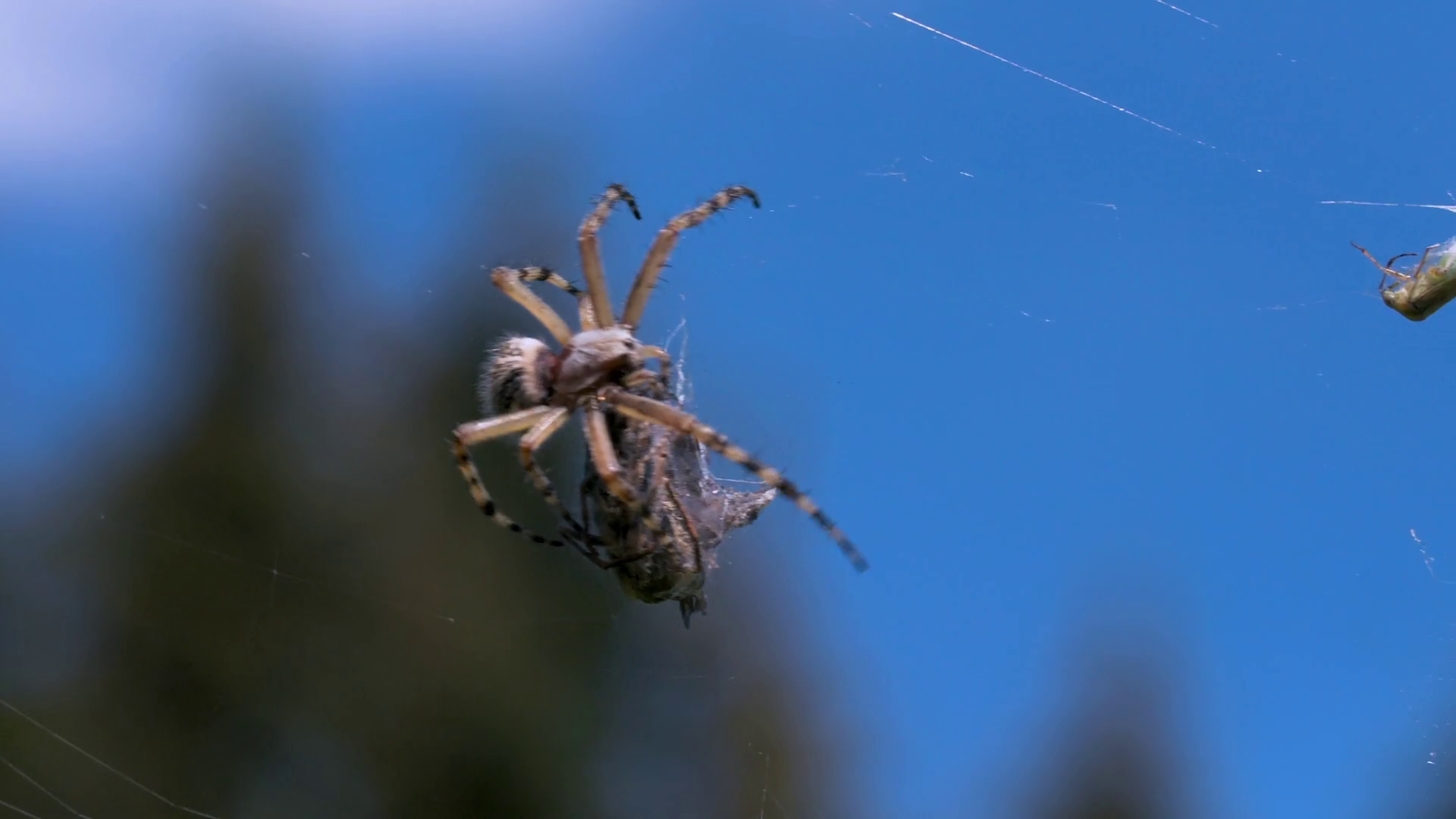 A Large Insect Creative Spider Is Trying To Stock Footage SBV-348584527 ...