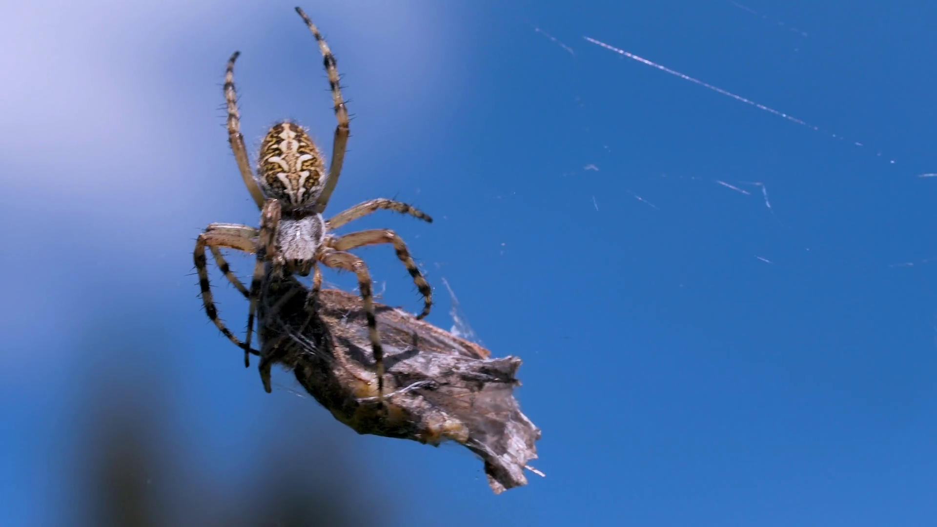 Close Up Of Spider With Captured Victim On Stock Footage SBV-348589138 ...