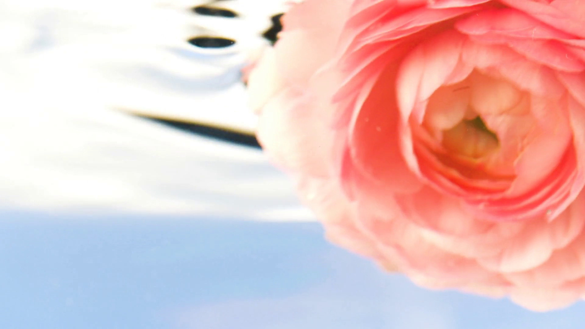 Macro Beautiful Rose Being Put Upside Down Stock Footage SBV-348592993 ...