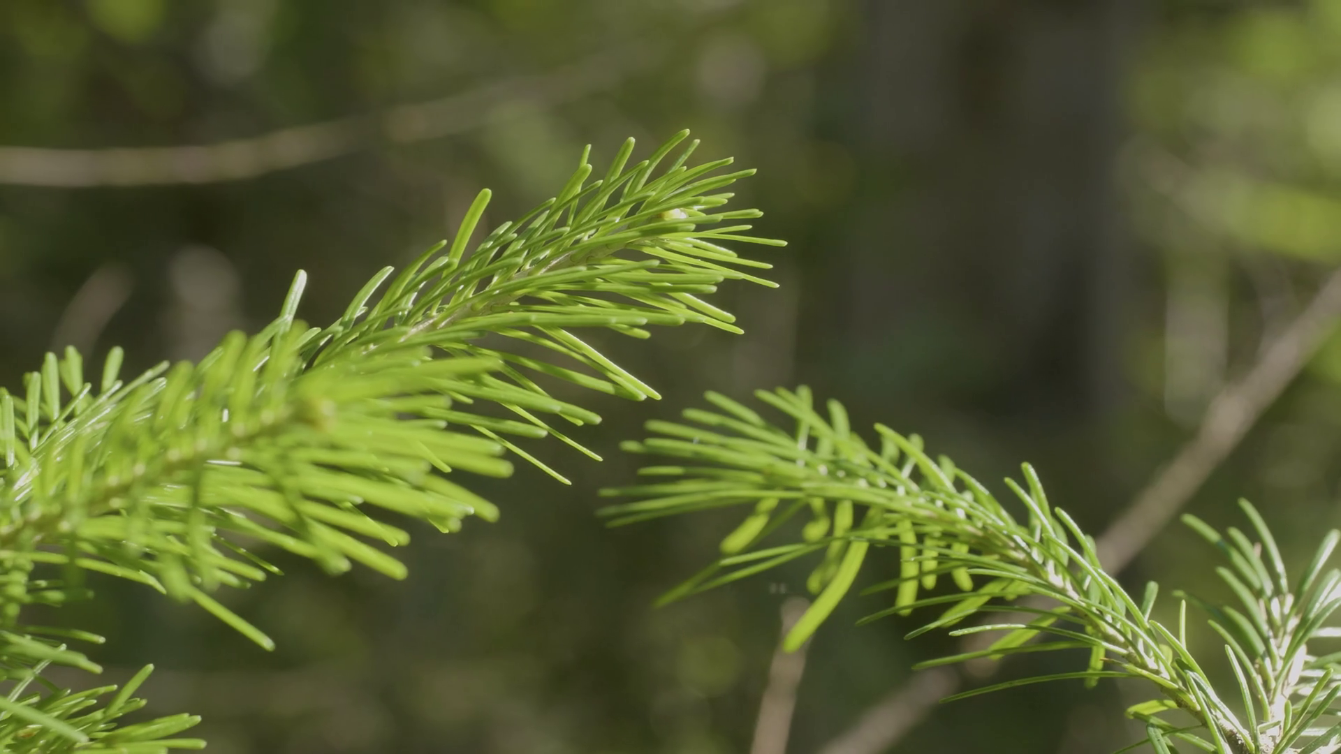 Green Prickly Branches Of Fur-tree Pine Stock Footage SBV-348585961 ...