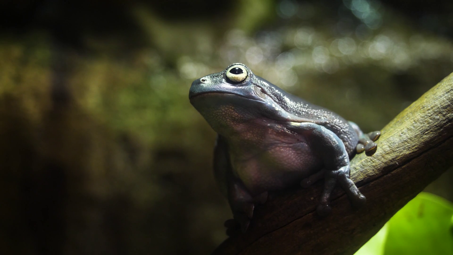 The Amazing Tree Frog Collection Amazing Stock Footage SBV-348585832 ...