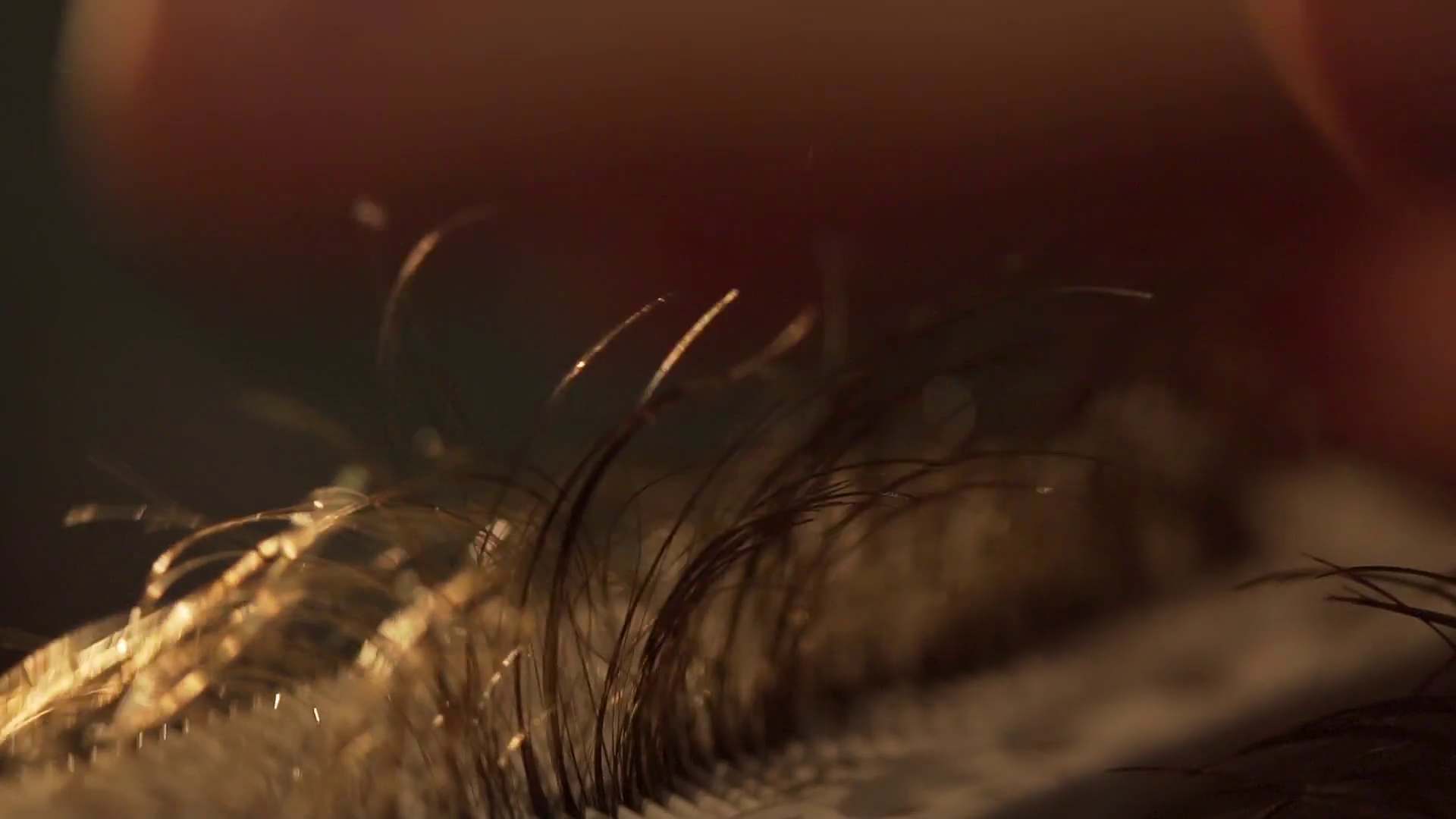 Detail Macro Hair Salon Close Up Of Cutting Stock Footage SBV-348588052 ...