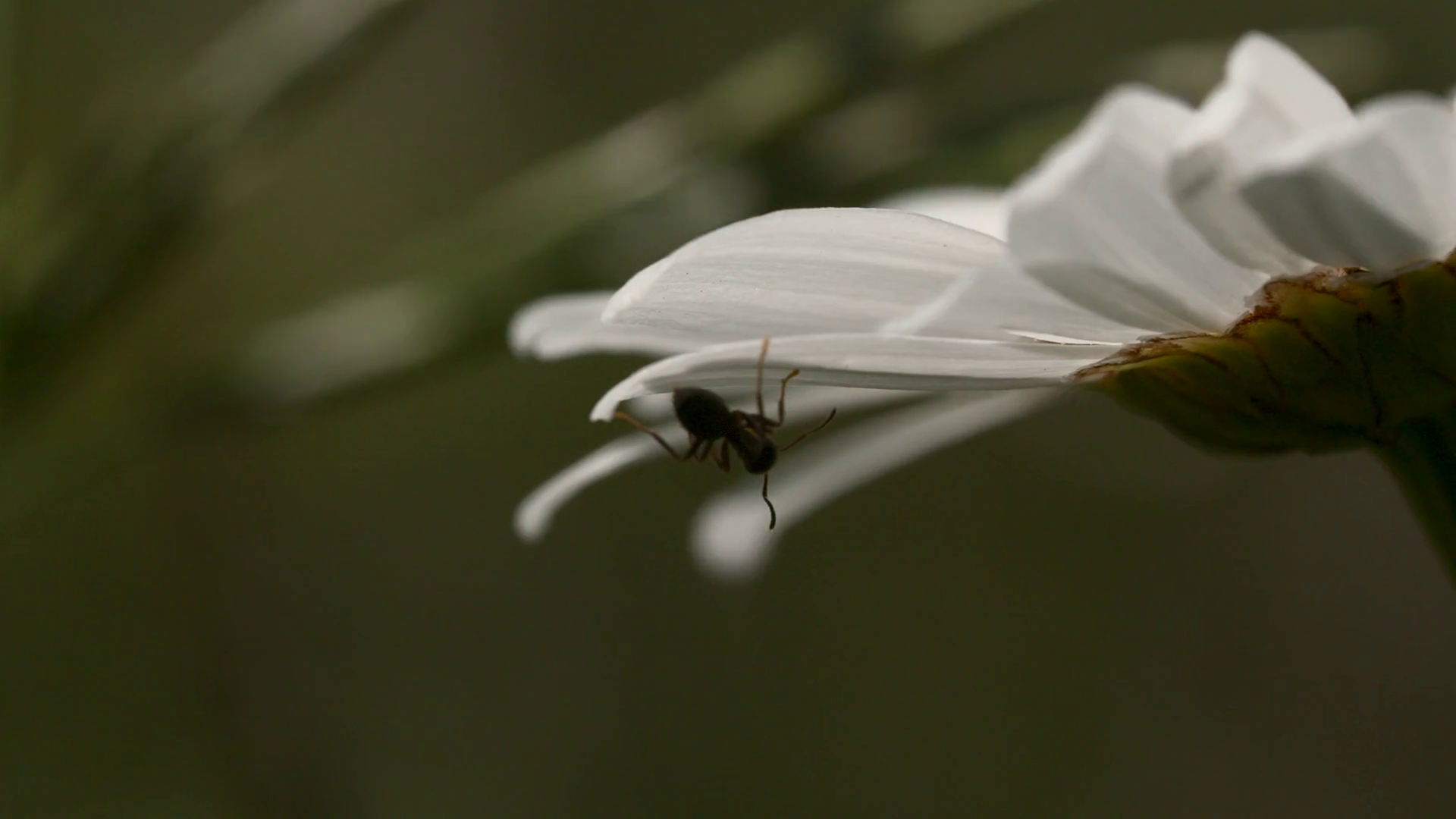 A Daisy On Ant Crawls Creative Small Black Stock Footage SBV-348590557 ...