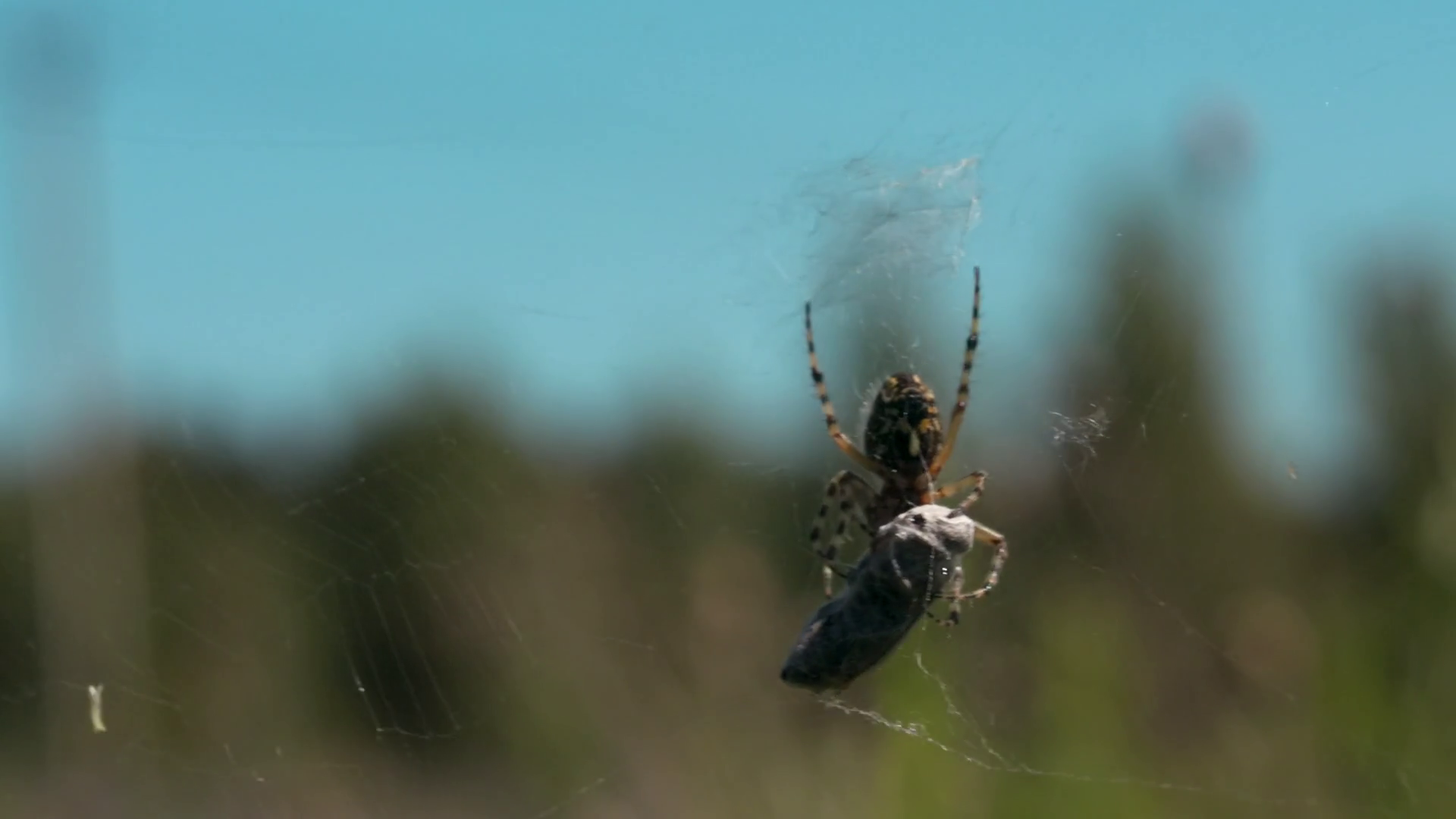Close Up Of Spider Victim Trapped In Web On Stock Footage SBV-348590008 ...