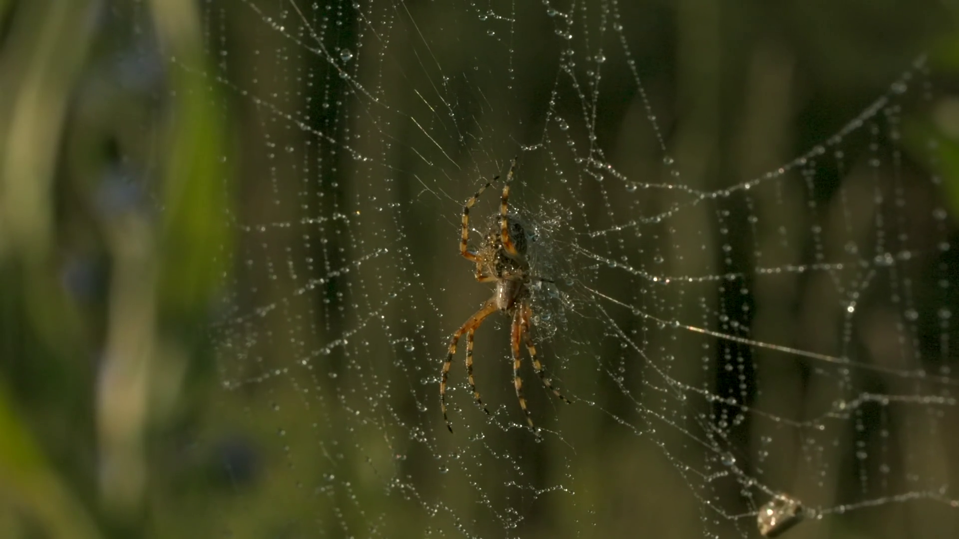 An Insect Hangs On Web Creativity Macro Shot Stock Footage SBV ...