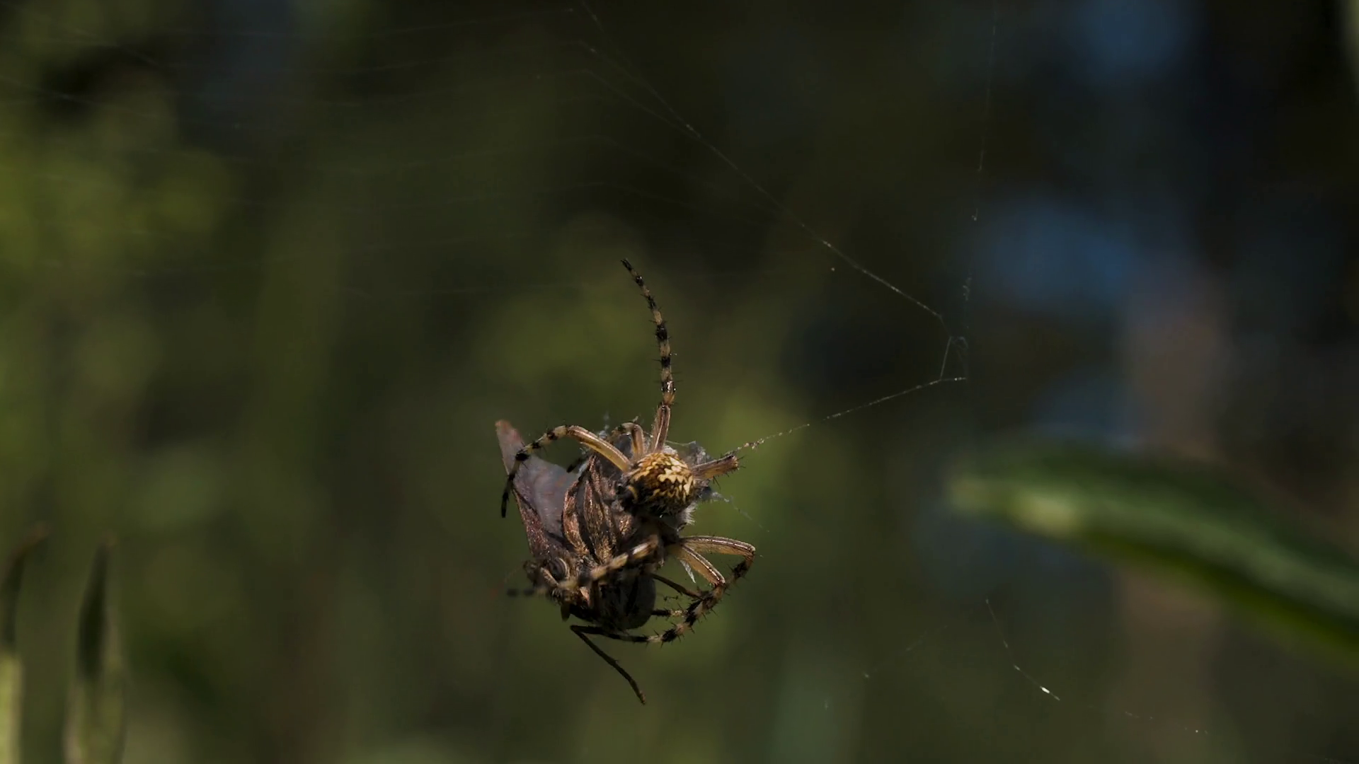 Close Up Of Tiny Spider On Web On Green Stock Footage SBV-348593391 ...