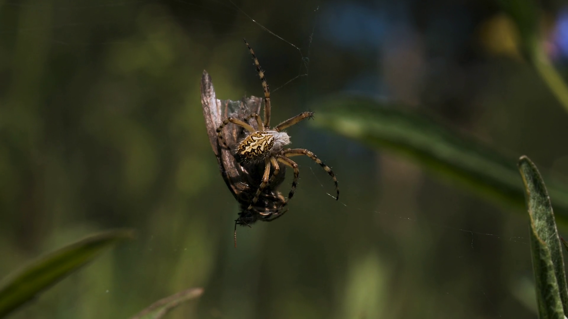 A Spider Weaves Prey Into Cocoon On Blurred Stock Footage SBV-348595176 ...