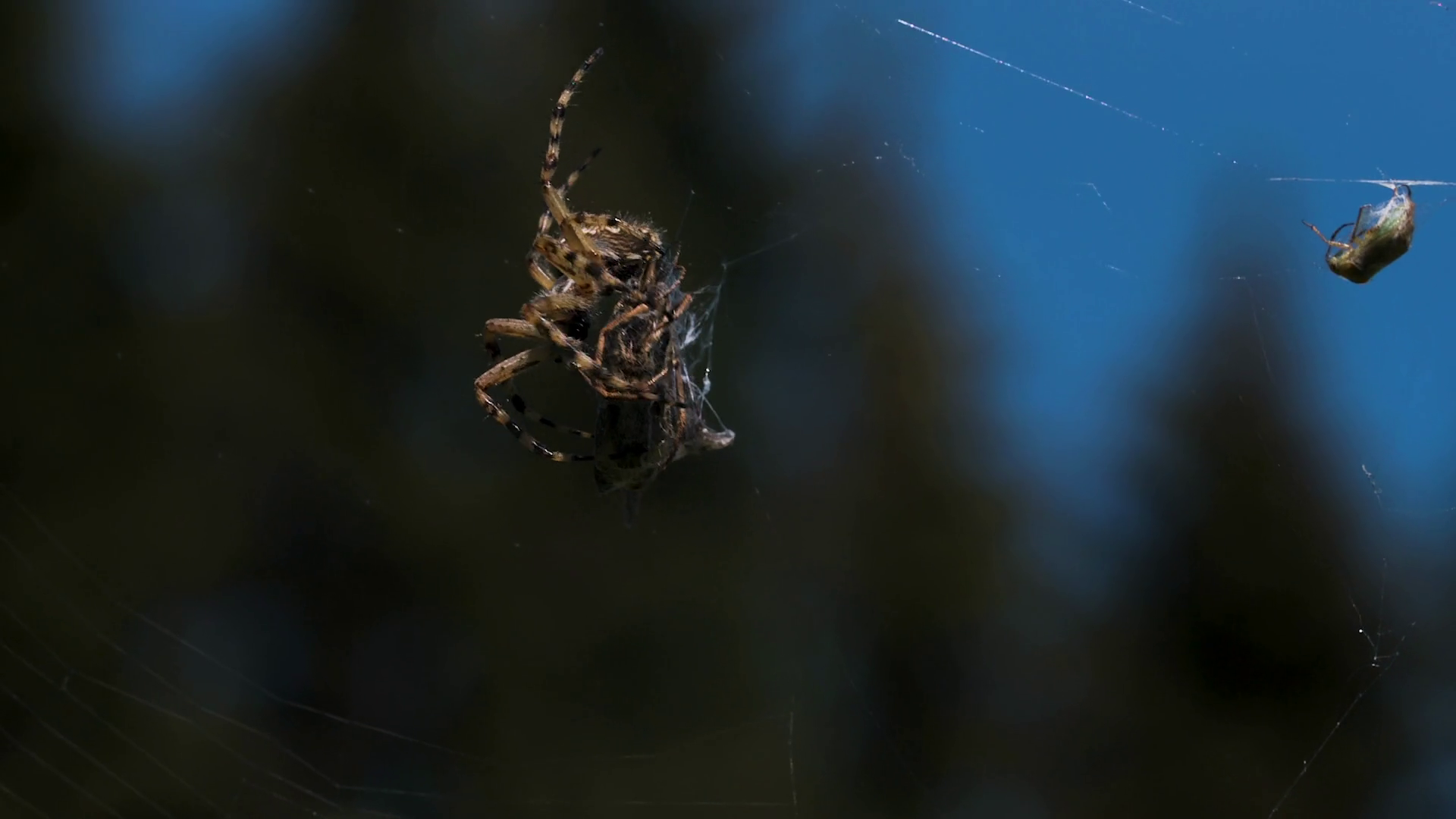 Close-up Of Spider Eating Fly Creative Stock Footage SBV-348595262 ...