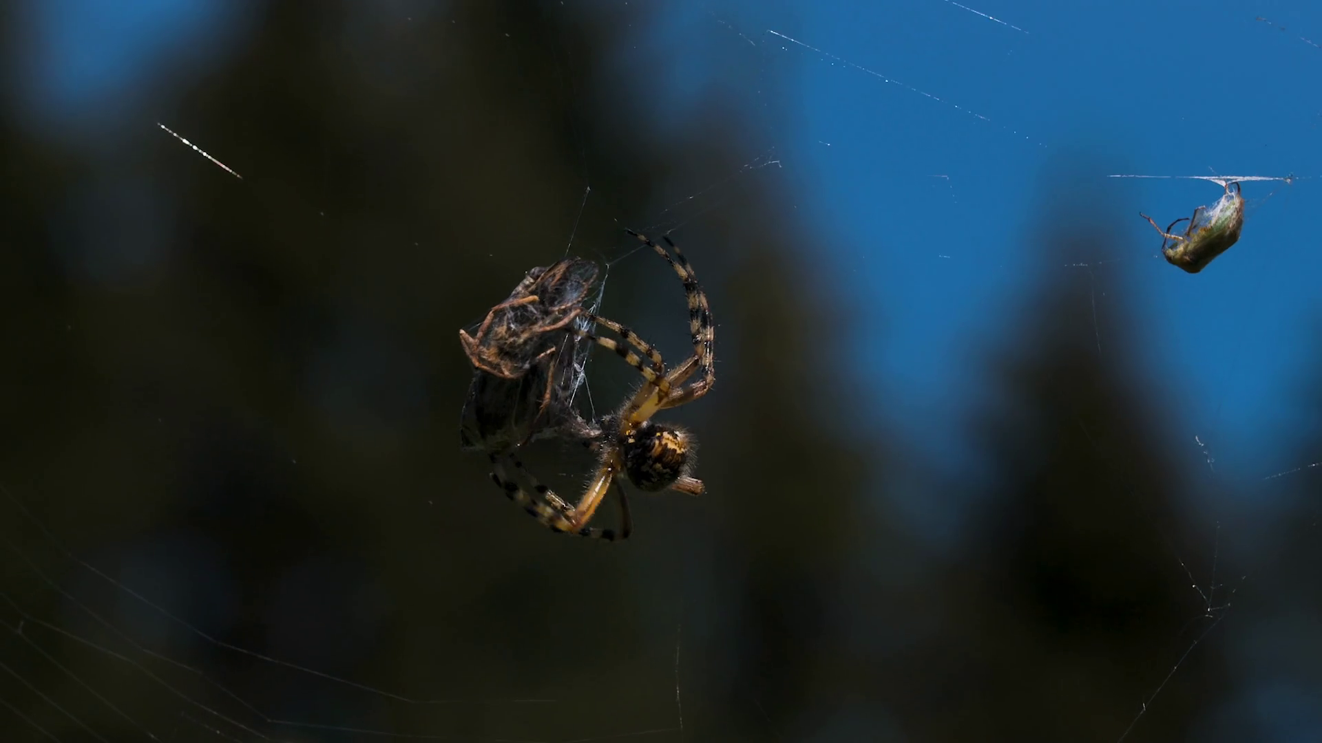 A Spider Weaves Prey Into Cocoon On Blurred Stock Footage SBV-348593218 ...