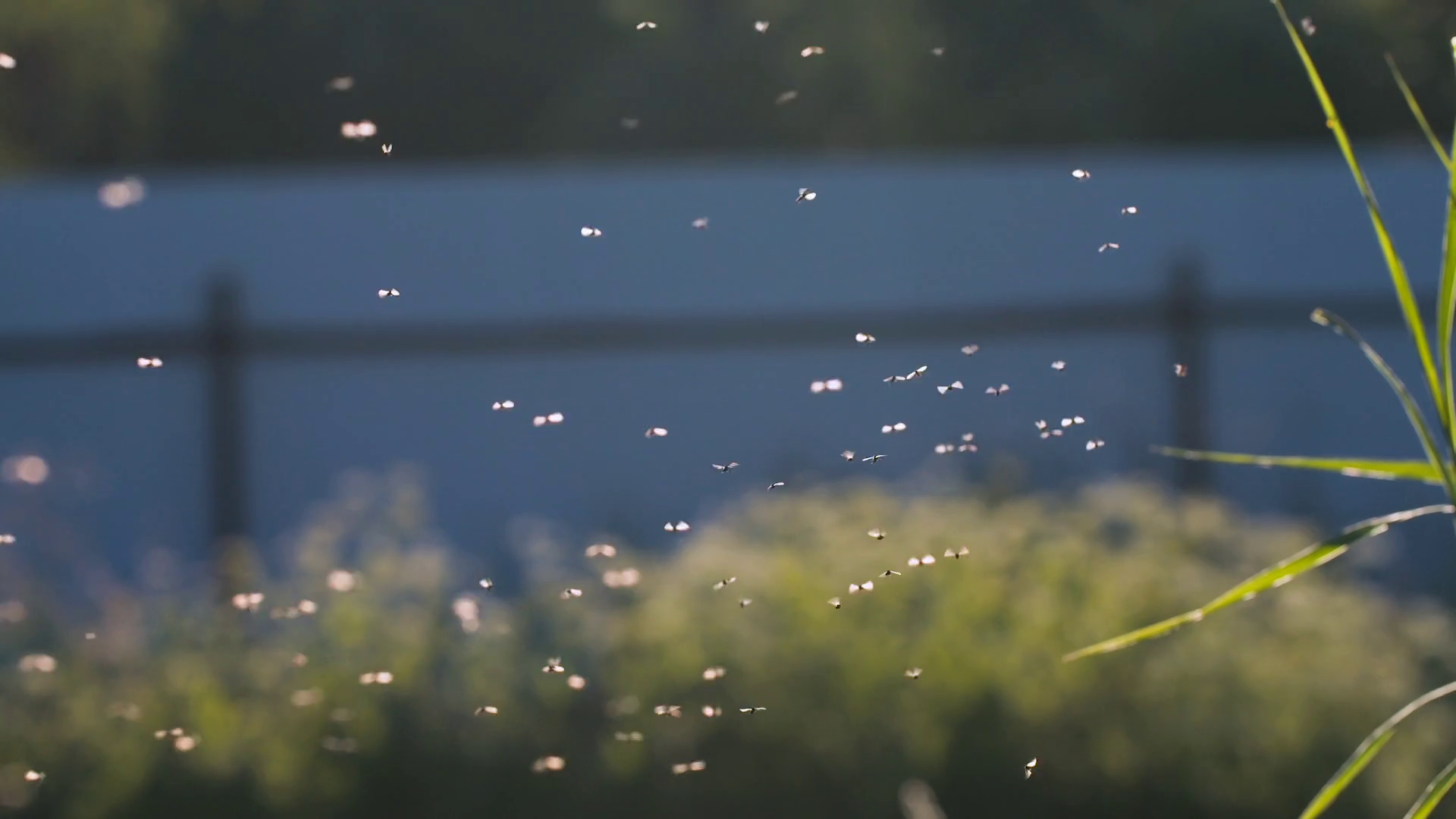 Flying Midges Creative Hovering In Sunlight Stock Footage SBV-348593412 ...