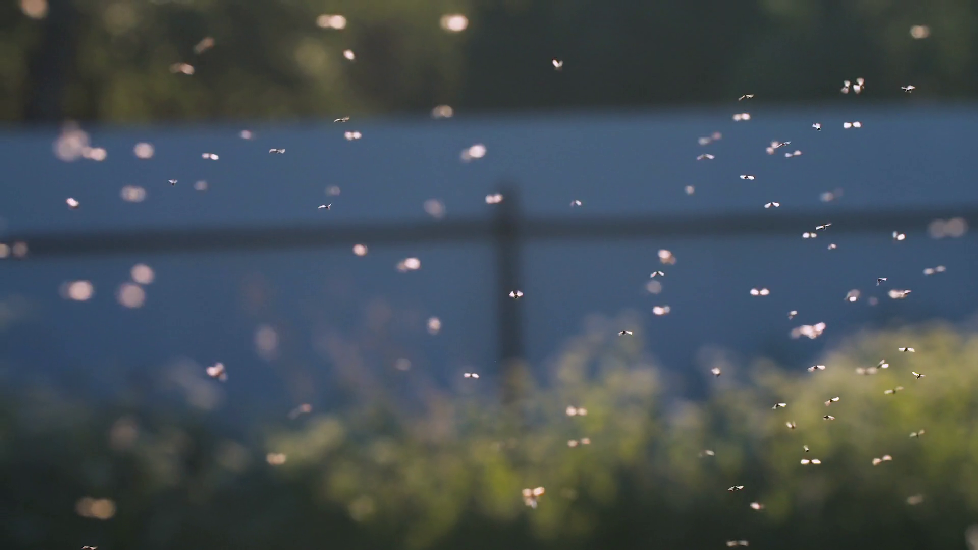 White Midges Fly Randomly With Forest On Stock Footage SBV-348593418 ...