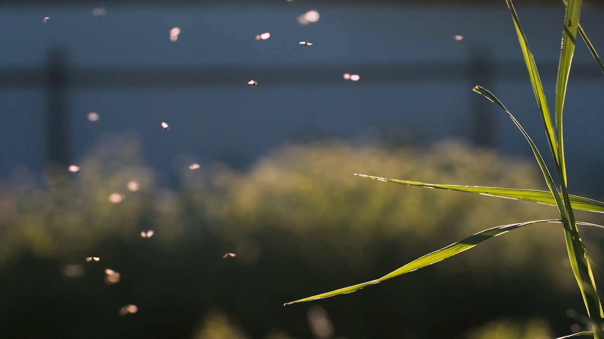 Lots Of Midges Flying On Sunny Day Creative Stock Footage SBV-348593425 ...
