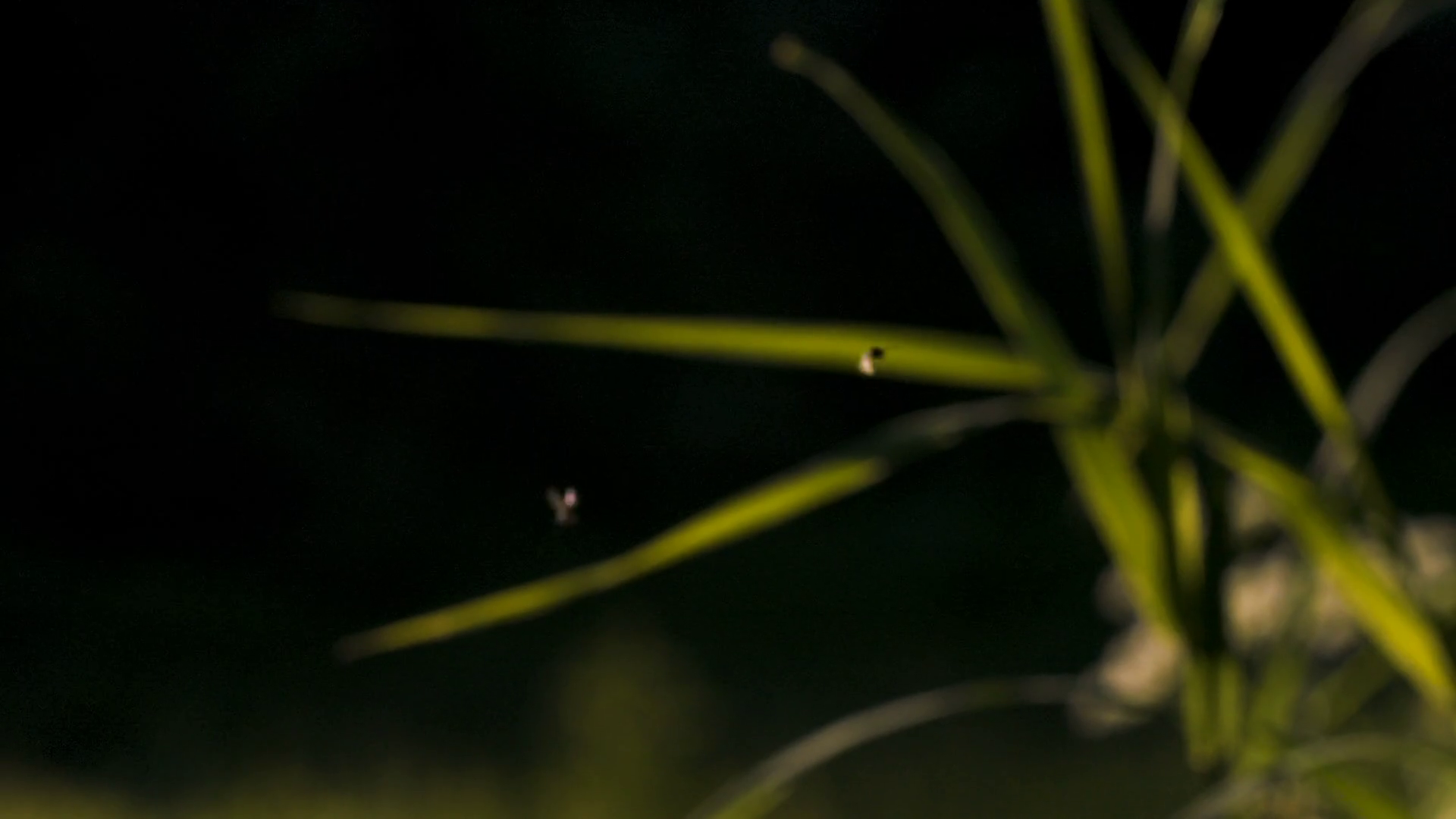Swarm Of Mosquitoes Flying In Slow Motion Stock Footage SBV-348595071 ...