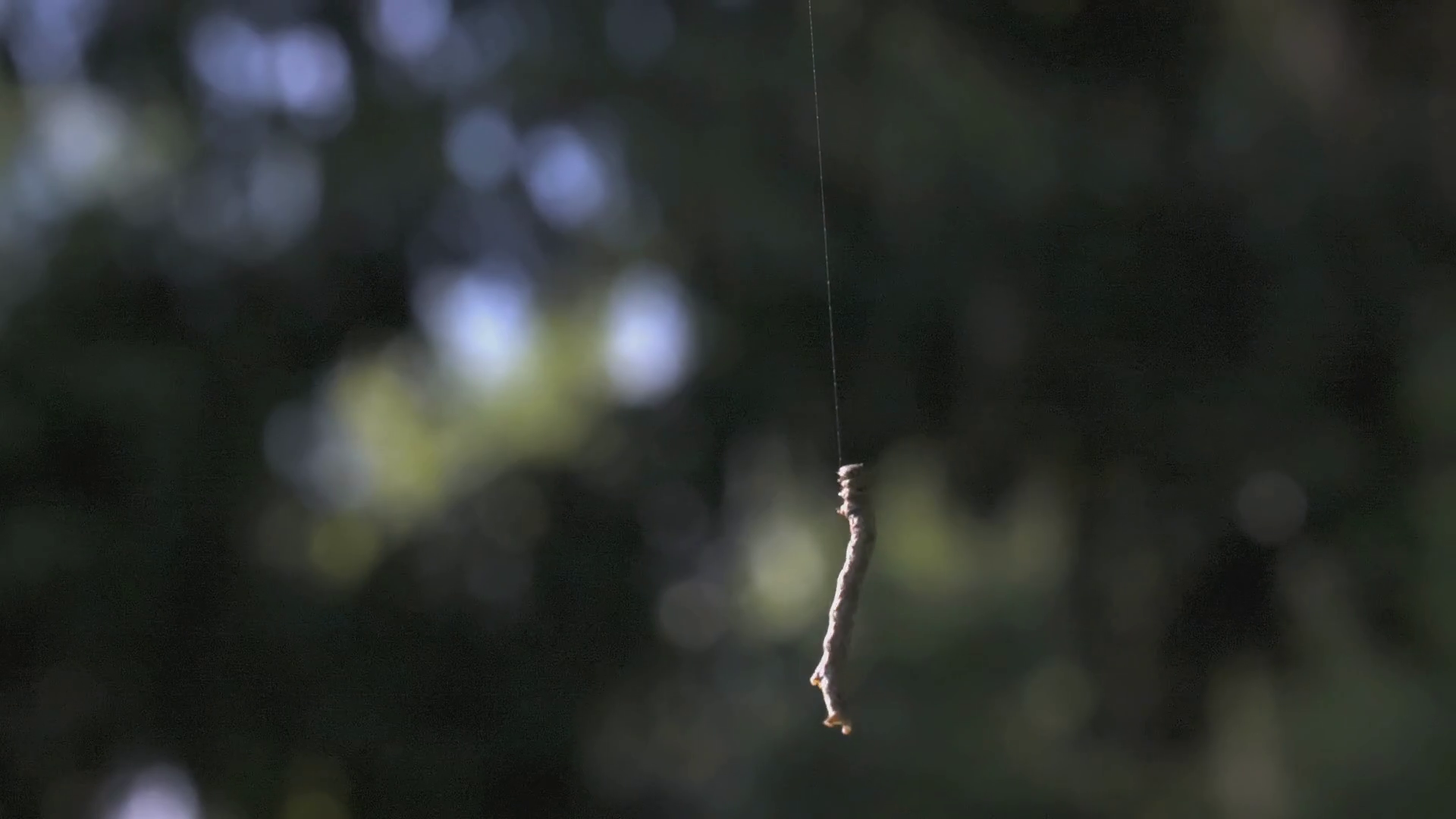 The Caterpillar Hangs On Silk Thread Stock Footage SBV-348605929 ...