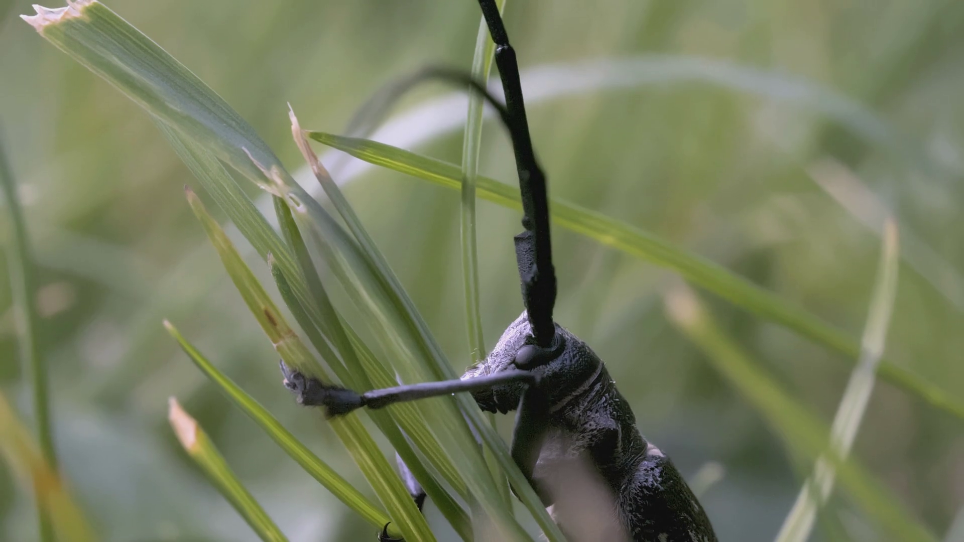 A Close Shot Of Black Beetle Creative Large Stock Footage SBV-348597055 ...