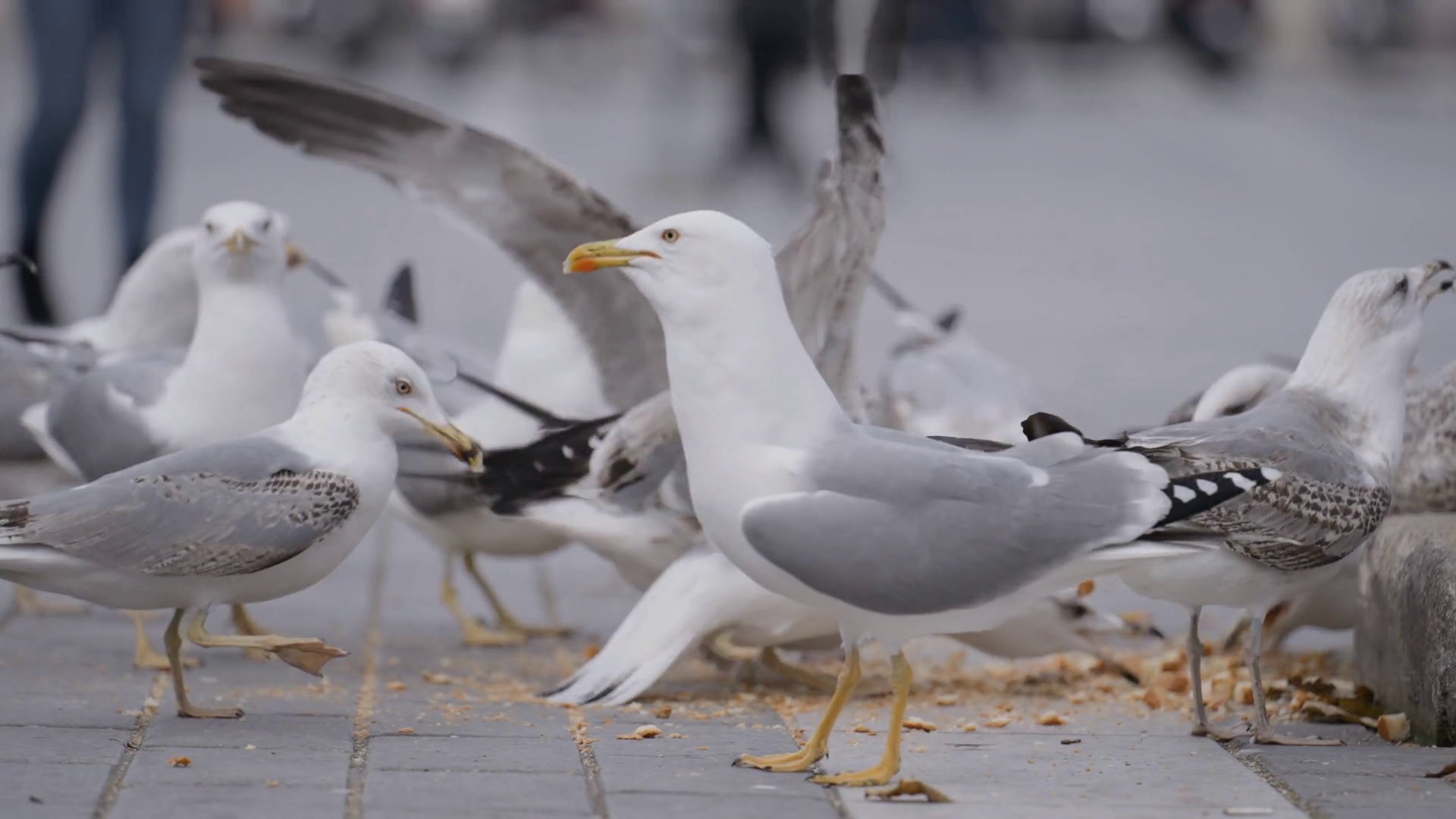 Seagulls Eating Bread Crumbs In City Park On Stock Footage SBV ...