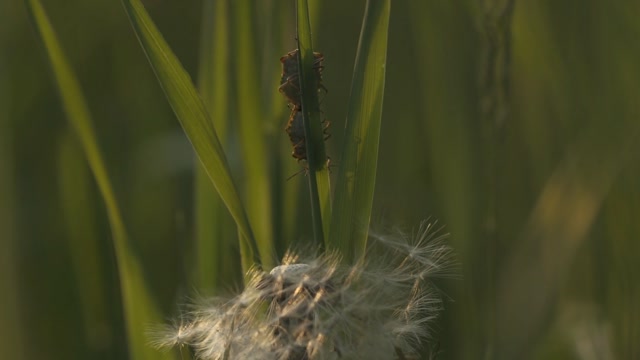Legs Stuck Stock Footage: Royalty-Free Video Clips - Storyblocks