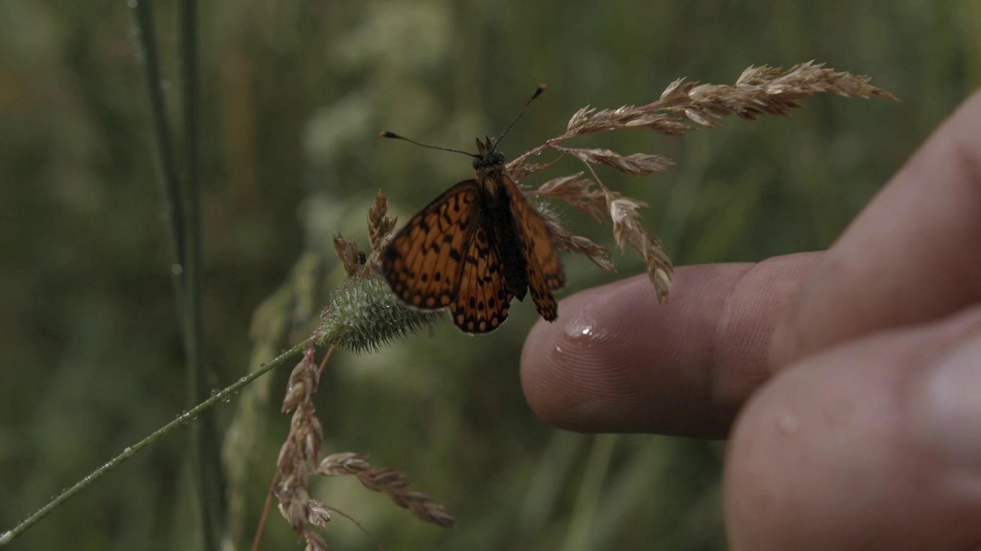 Close Up Of Butterfly Slowly Flapping Wings Stock Footage SBV-348594254 ...