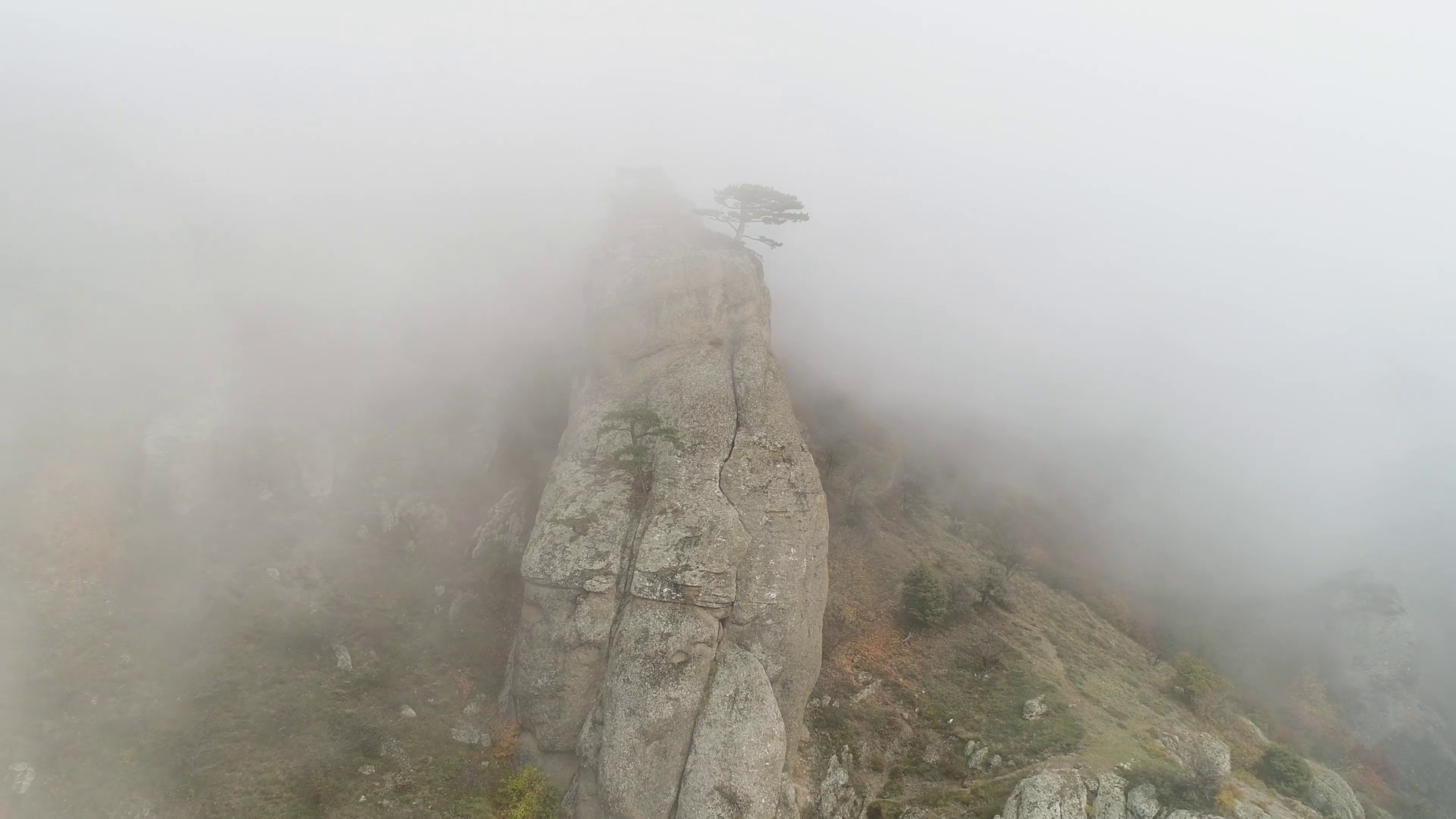 Green Tree On Edge Of Cliff In Fog Shot Stock Footage SBV-348603032 ...