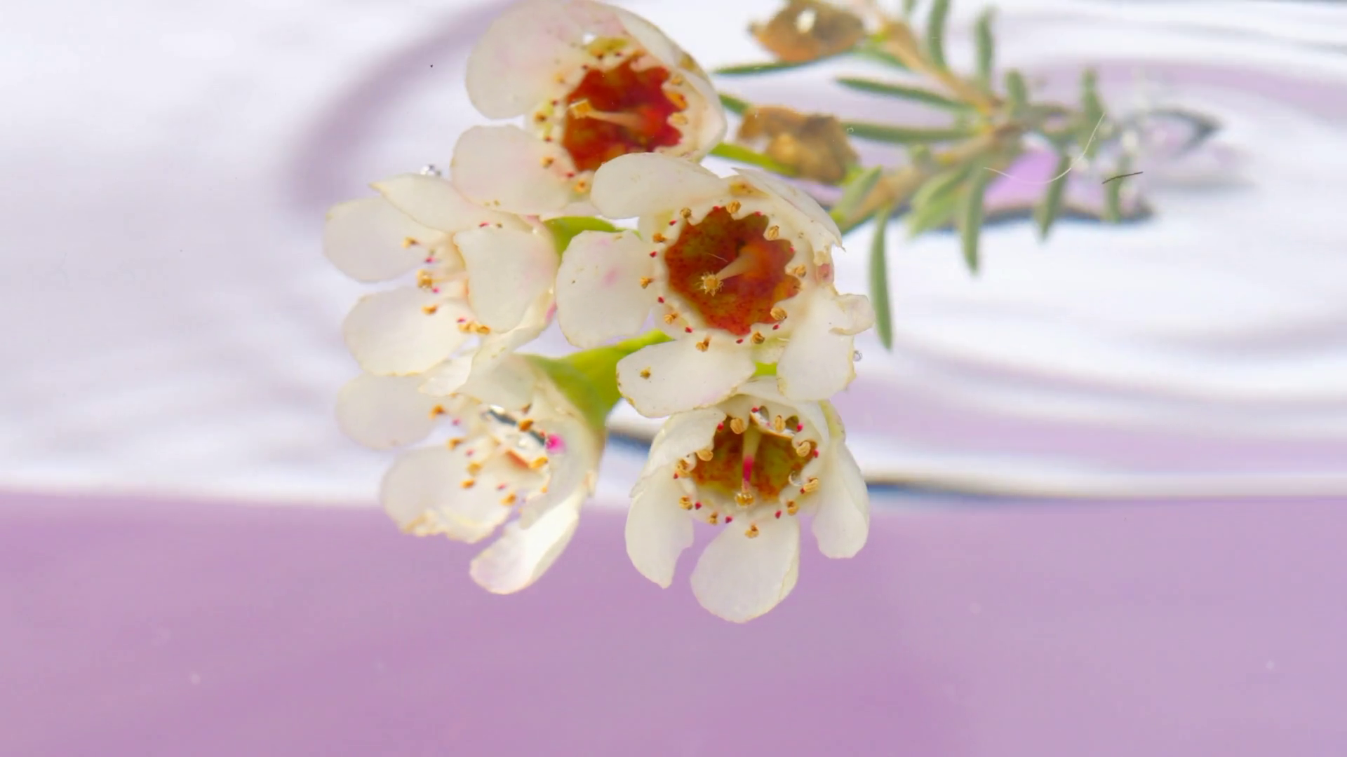 Bouquet In Water On Isolated Background Stock Footage SBV-348616281 ...