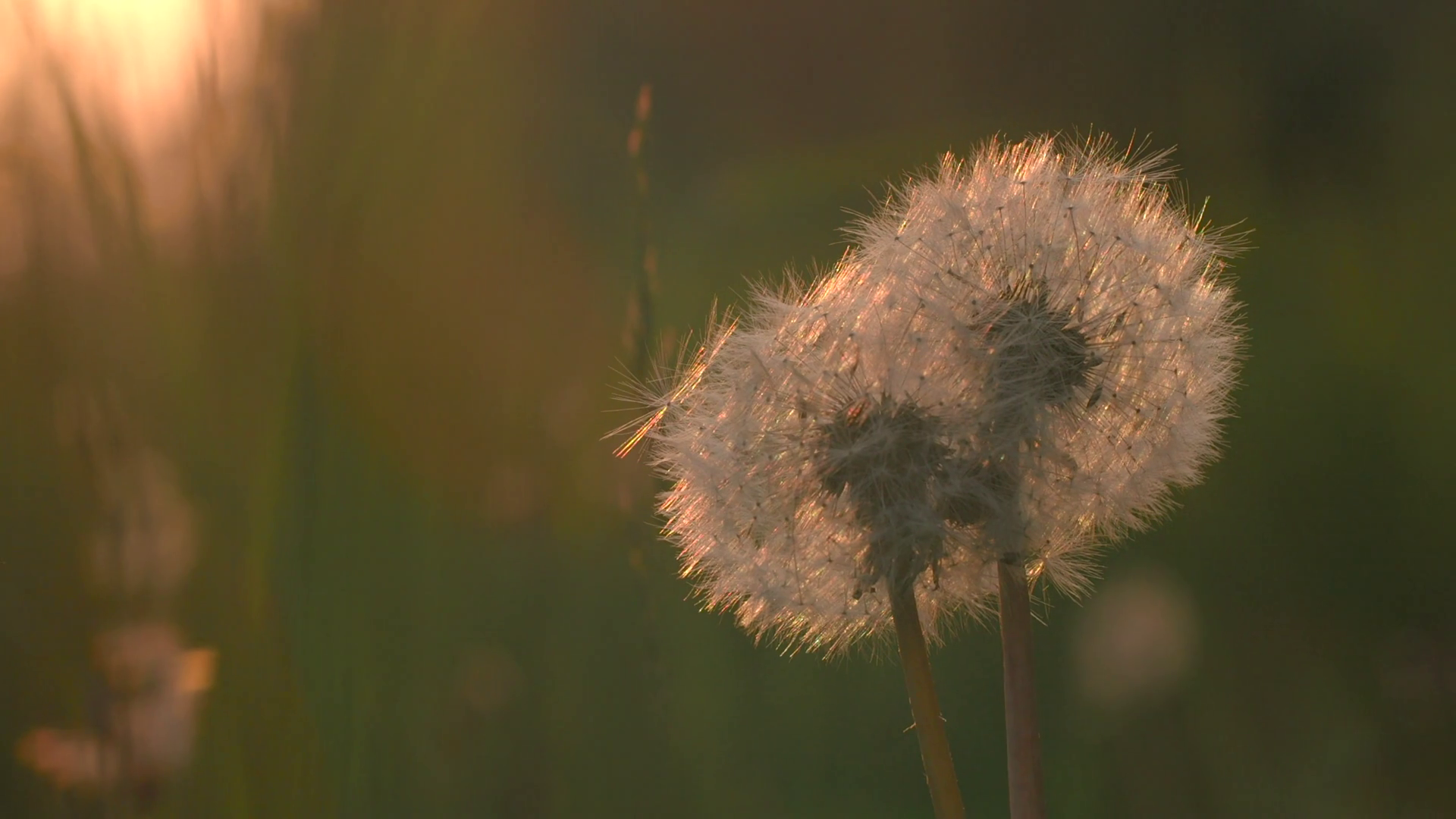 Beautiful Dandelions On Background Of Stock Footage SBV-348616164 ...