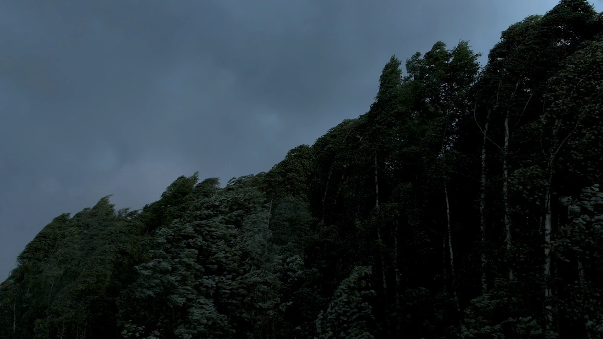 Natural Landscape Storm Strong Wind Swaying Stock Footage SBV-348631480 ...