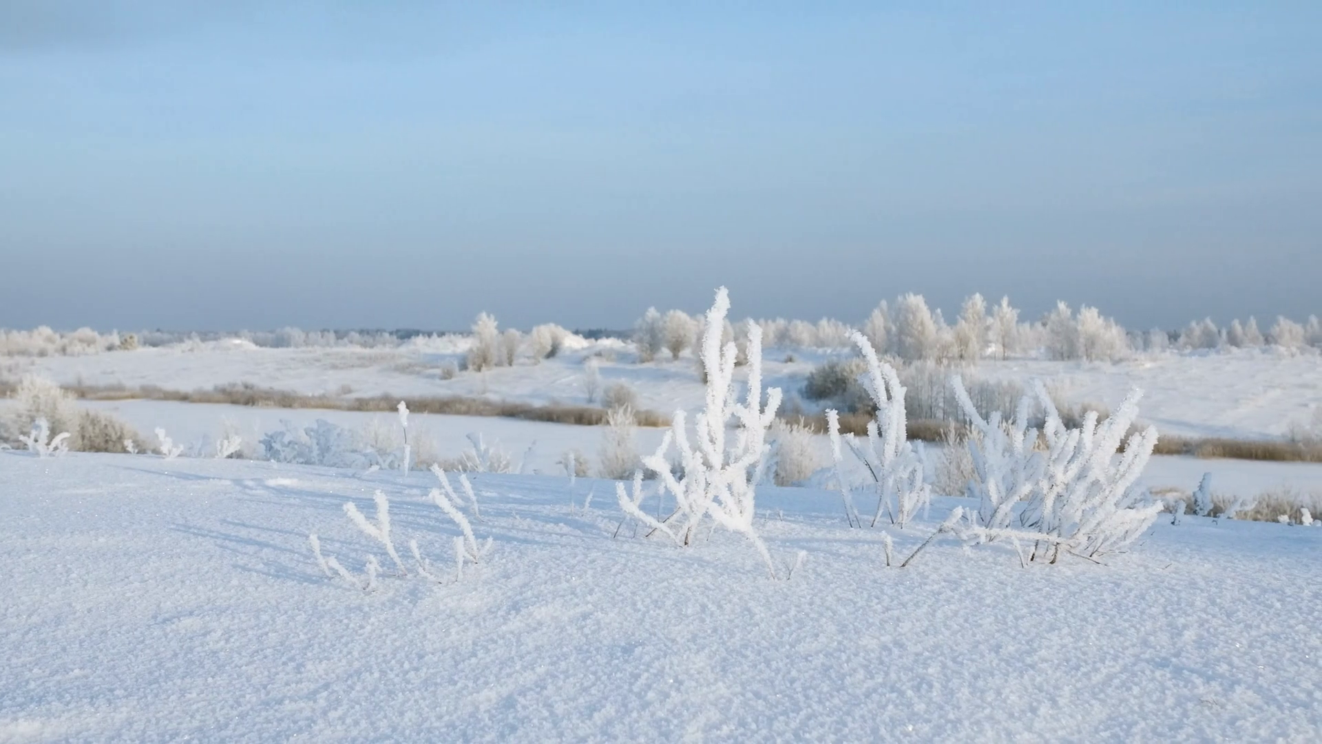 Icy Bush Shining Under Sun Winter Severe Stock Footage SBV-348650443 - Storyblocks