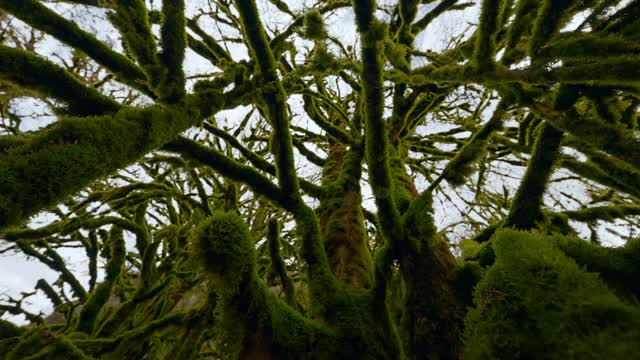 Waving Tree Stock Footage: Royalty-Free Video Clips - Storyblocks