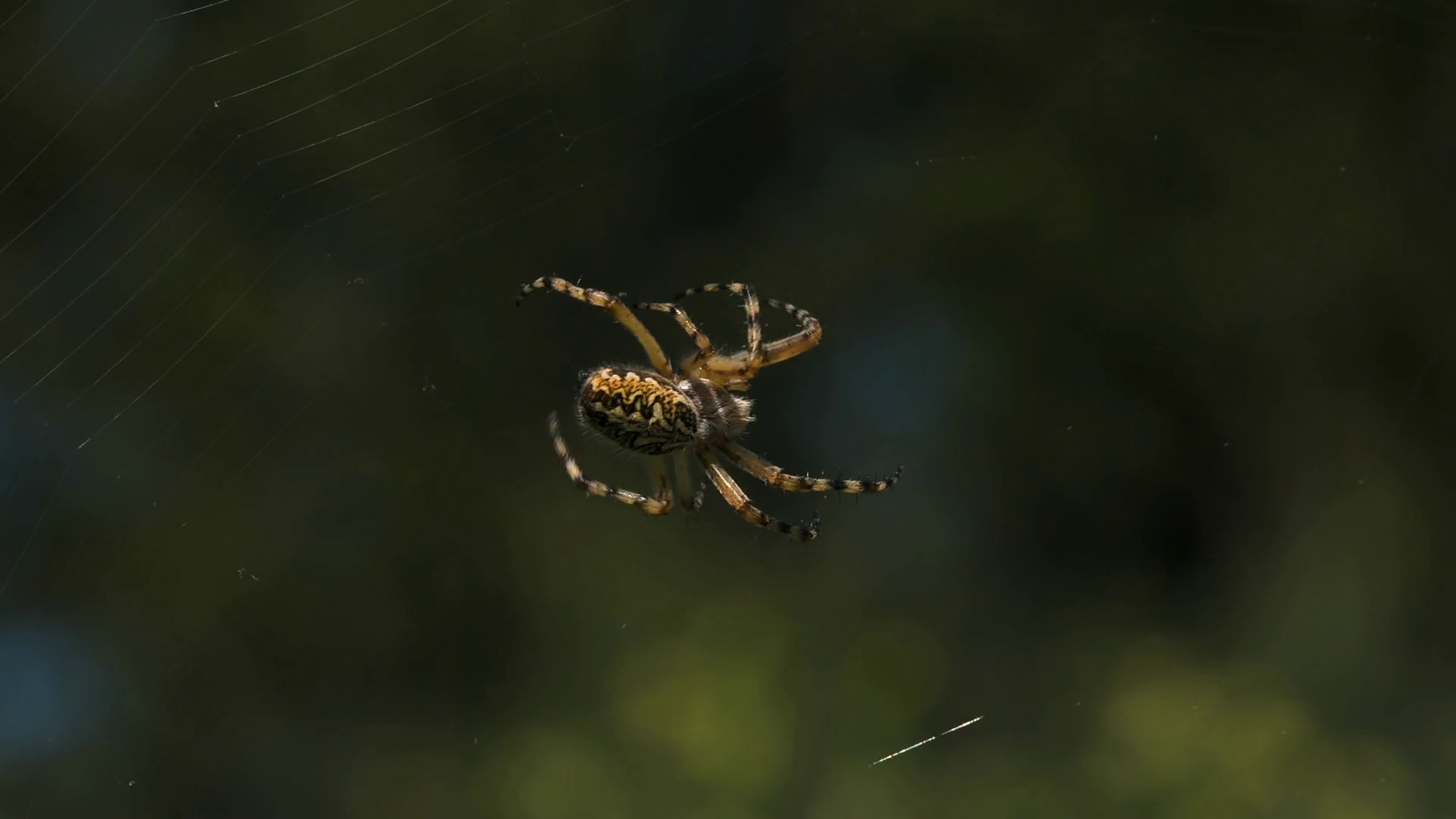 Close Up Of Spider Spinning Web Creative Stock Footage SBV-348666119 ...