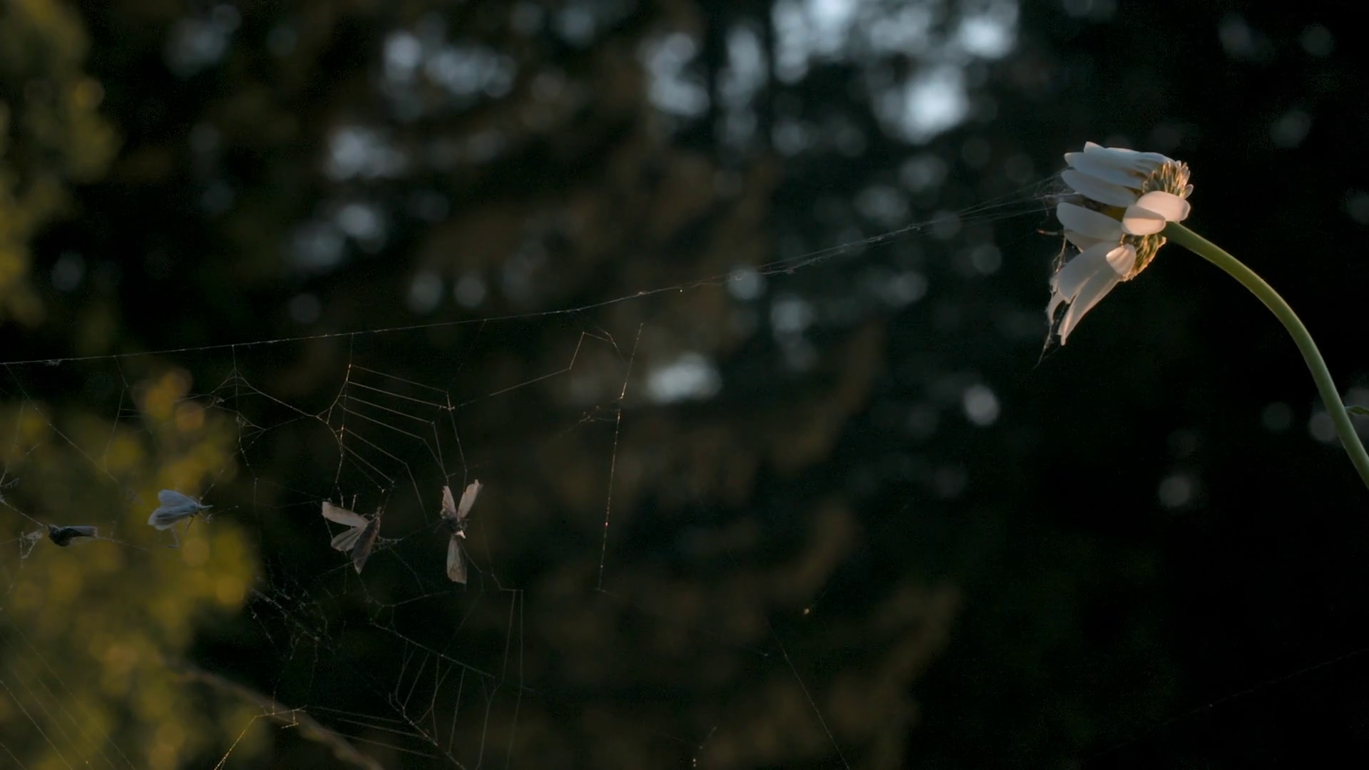 Close Up Of Victims Caught In Spider Web Stock Footage SBV-348666090 ...